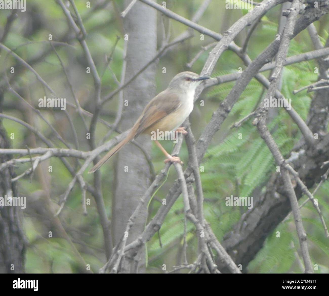 (Prinia subflava affinis Stock Photo - Alamy