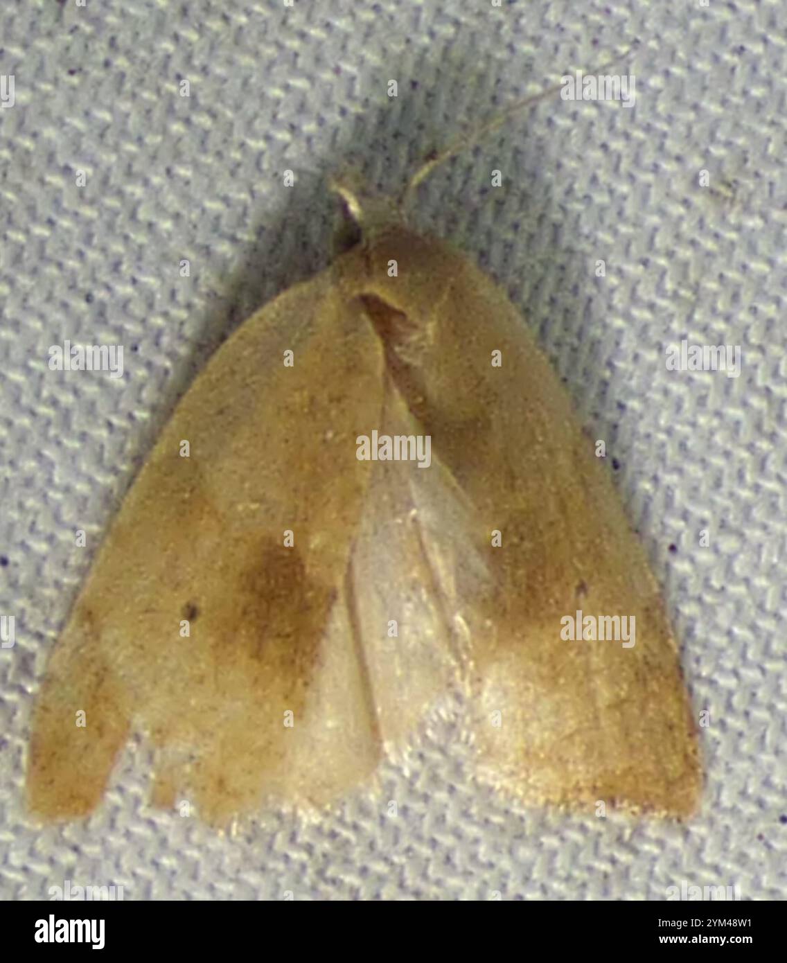 Batman Moth (Coelostathma discopunctana Stock Photo - Alamy