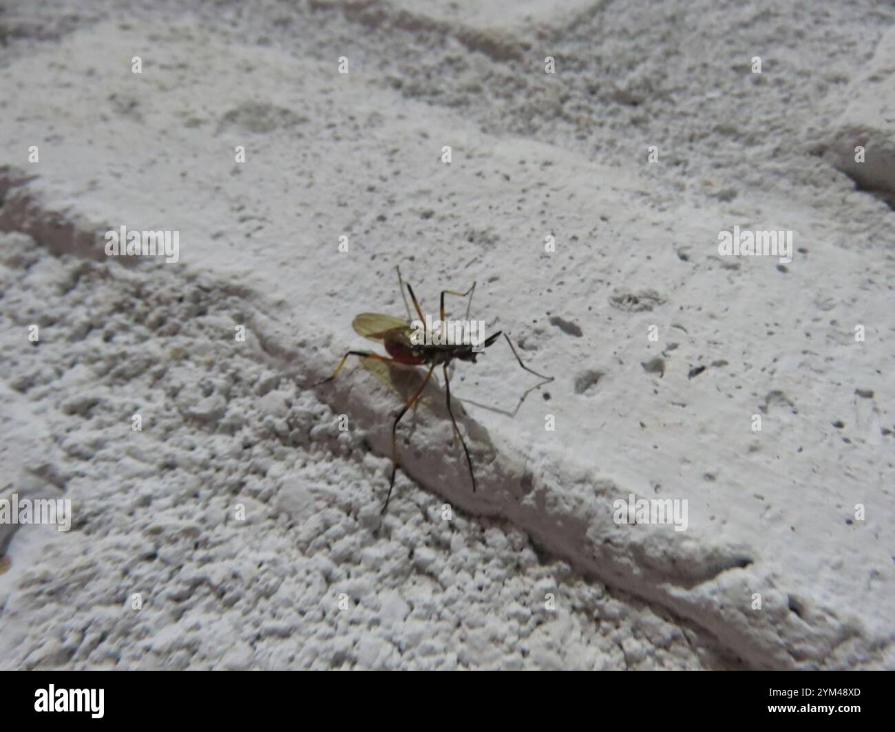 Longina hi-res stock photography and images - Alamy