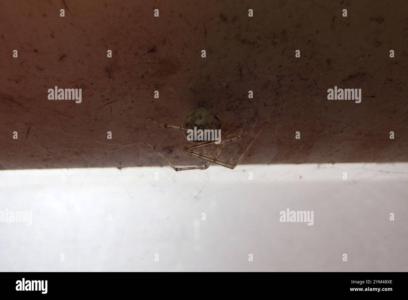 White porch spider (Cryptachaea gigantipes Stock Photo - Alamy