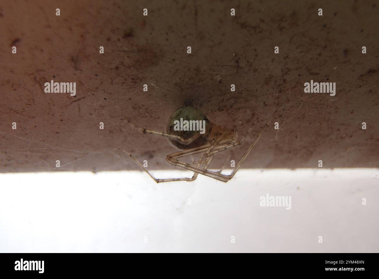 White porch spider (Cryptachaea gigantipes Stock Photo - Alamy