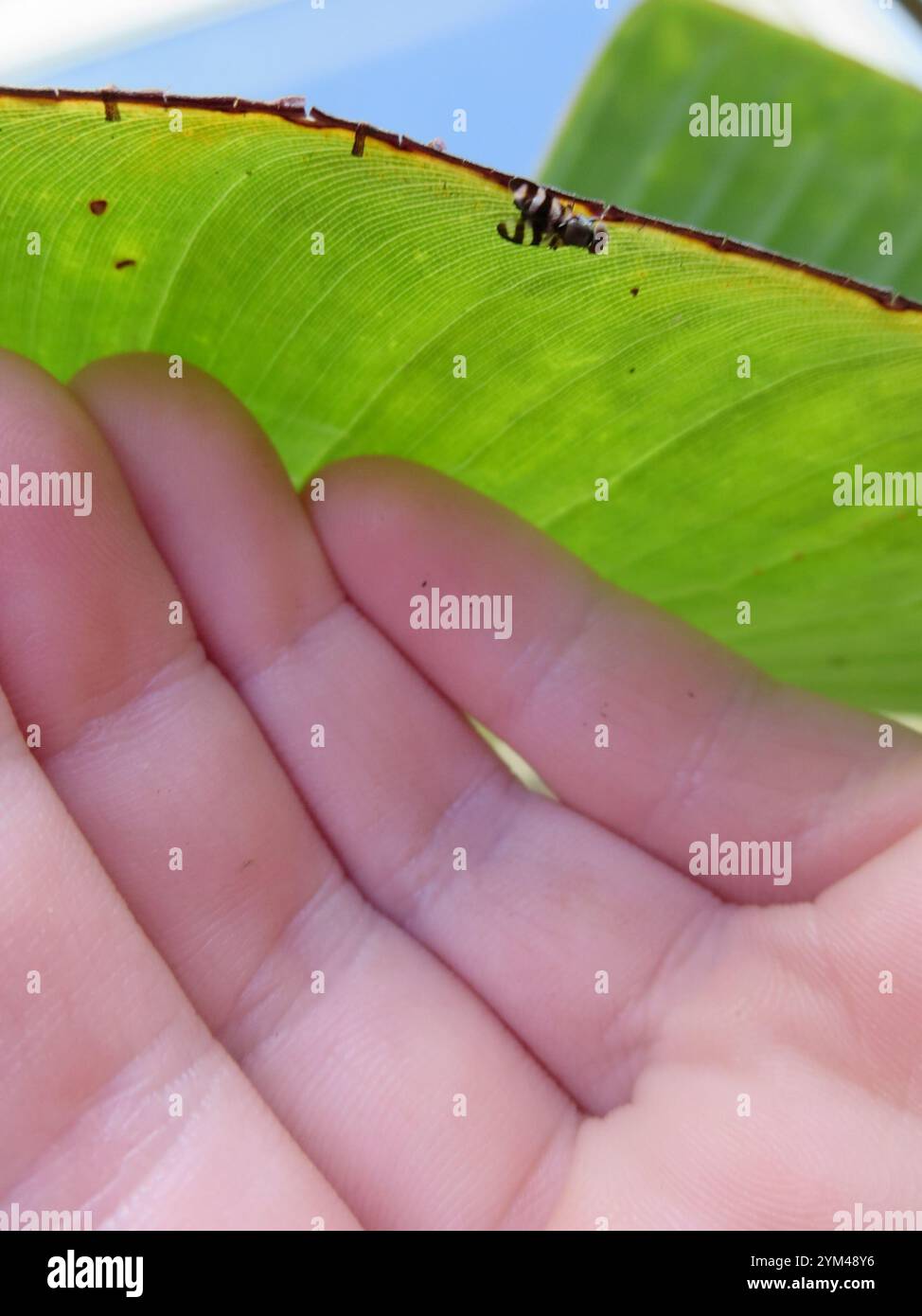Picture-winged Flies (Ulidiidae Stock Photo - Alamy