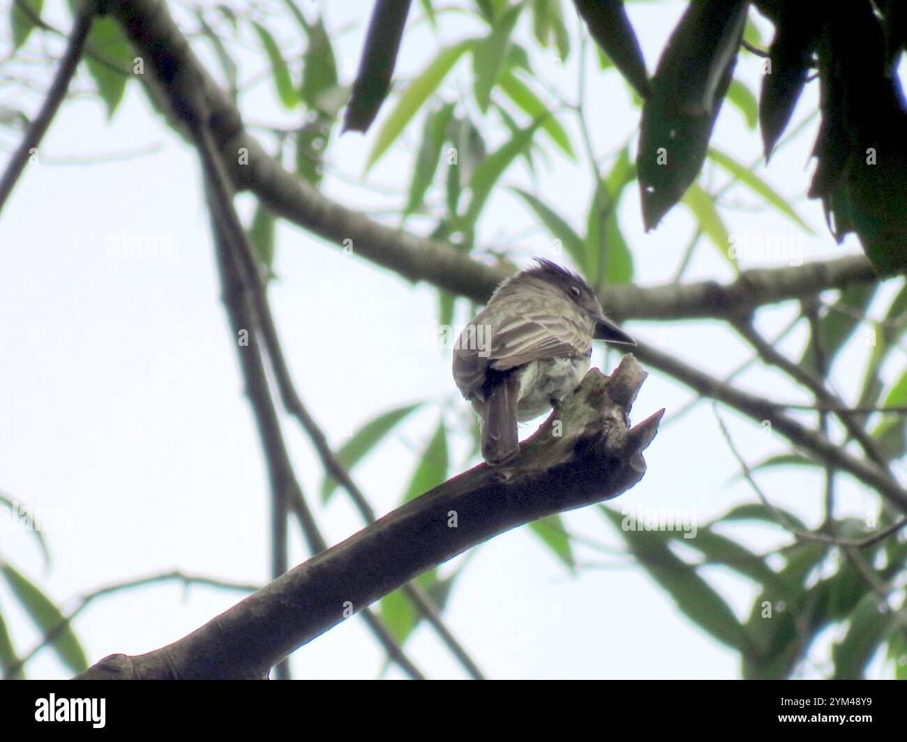 Sibilator hi-res stock photography and images - Alamy