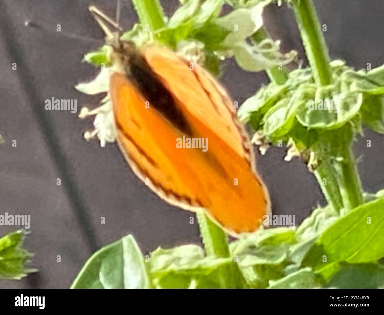 Colotis fausta hi-res stock photography and images - Alamy