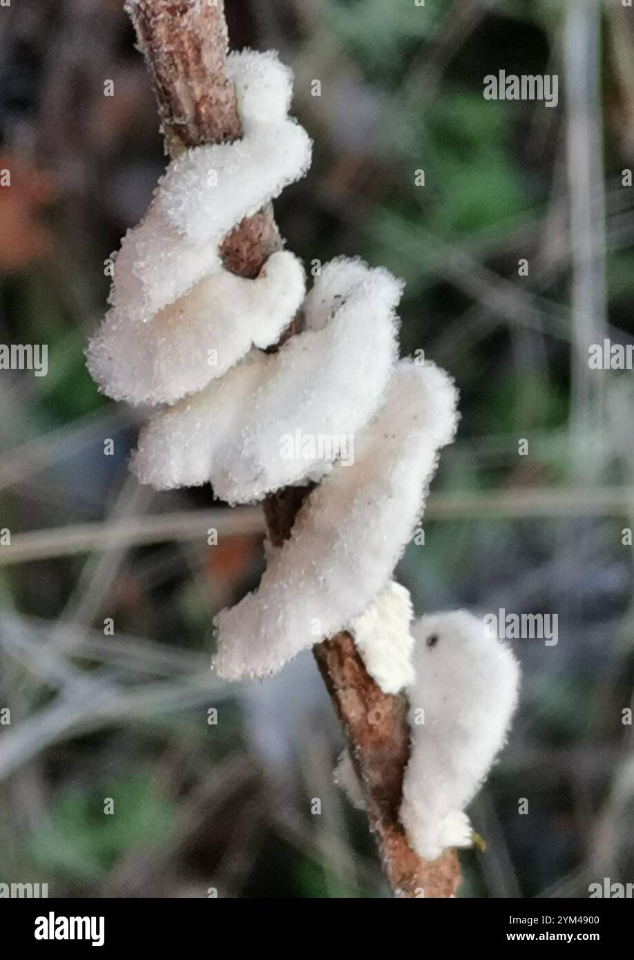 Milk-white Toothed Polypore (Irpex lacteus Stock Photo - Alamy