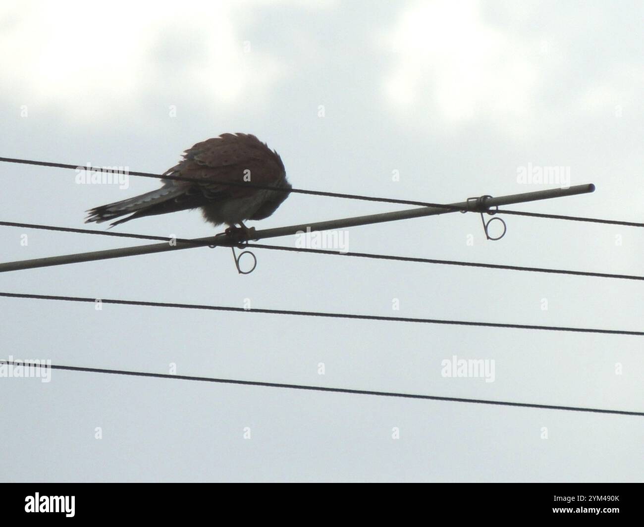 Nankeen Kestrel (Falco cenchroides Stock Photo - Alamy