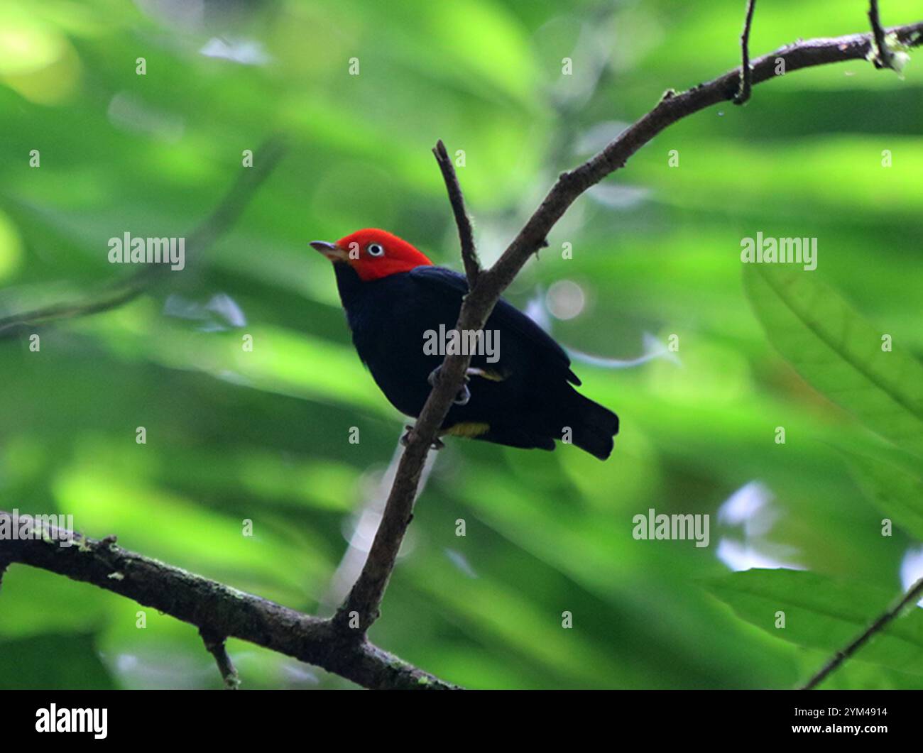 Red-capped Manakin (Ceratopipra mentalis Stock Photo - Alamy