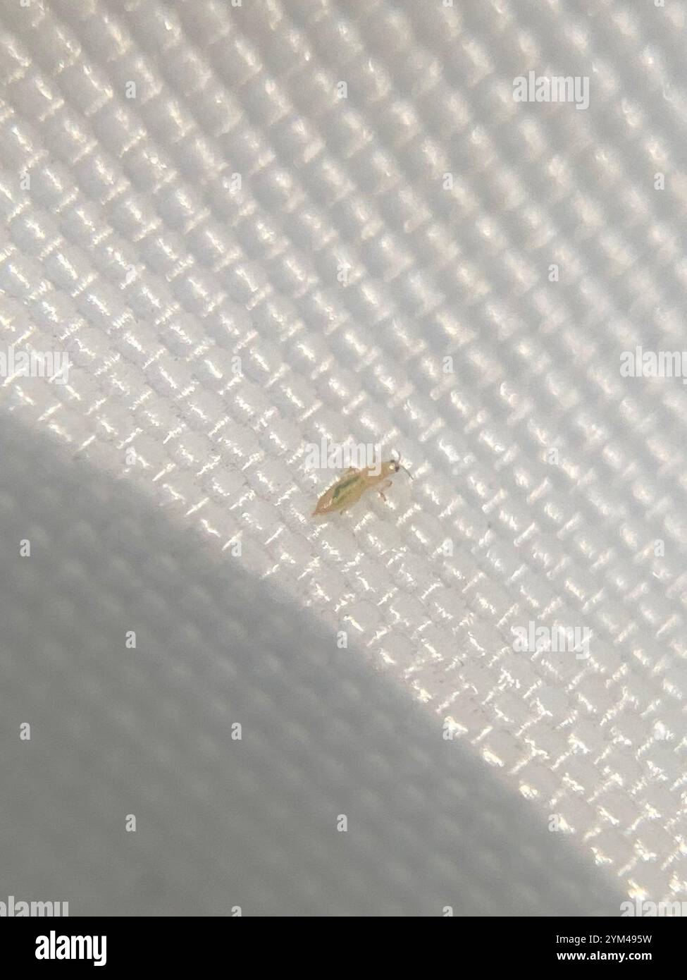 Common Thrips (Thripidae Stock Photo - Alamy