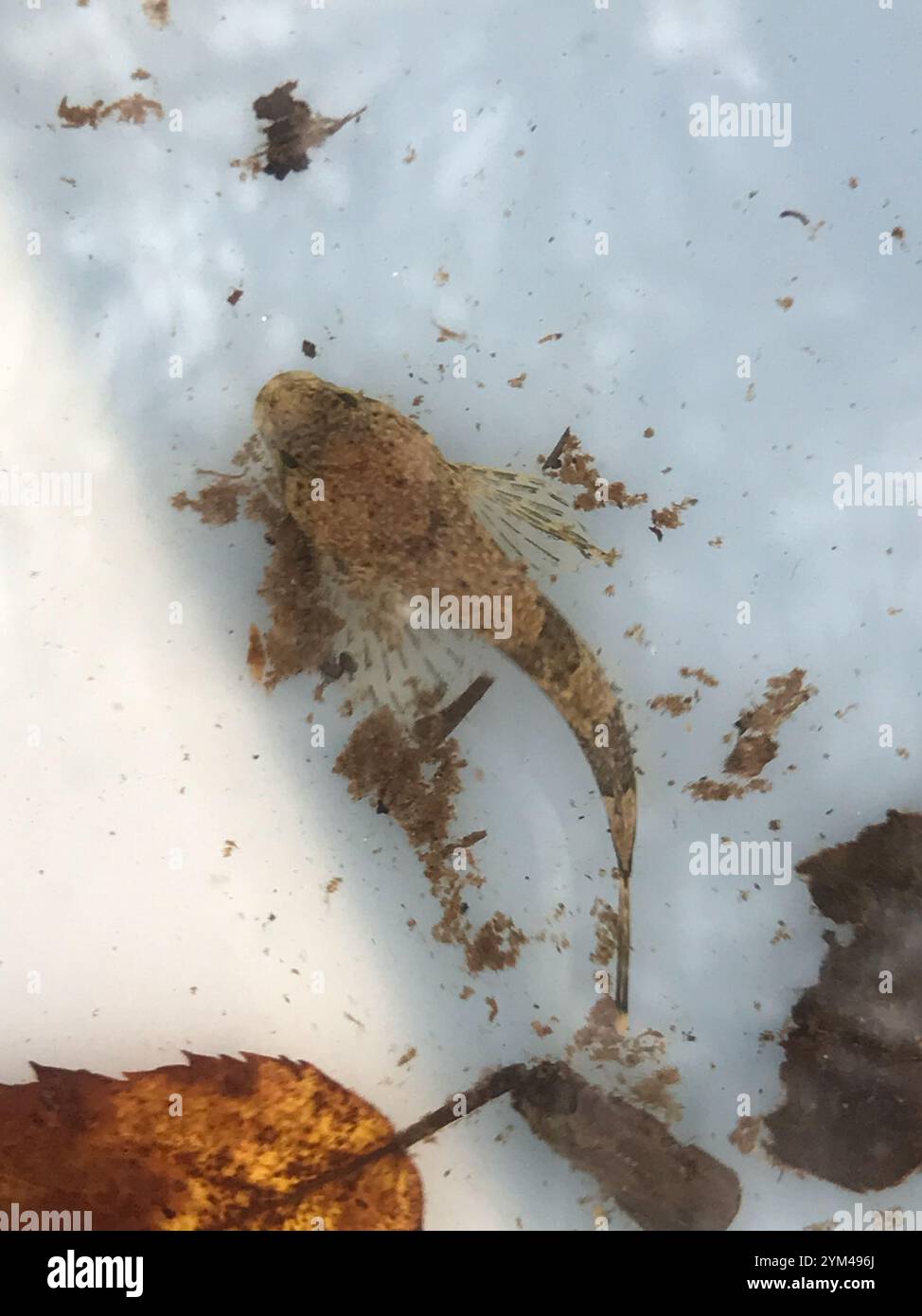 Freshwater Sculpins (Cottus Stock Photo - Alamy