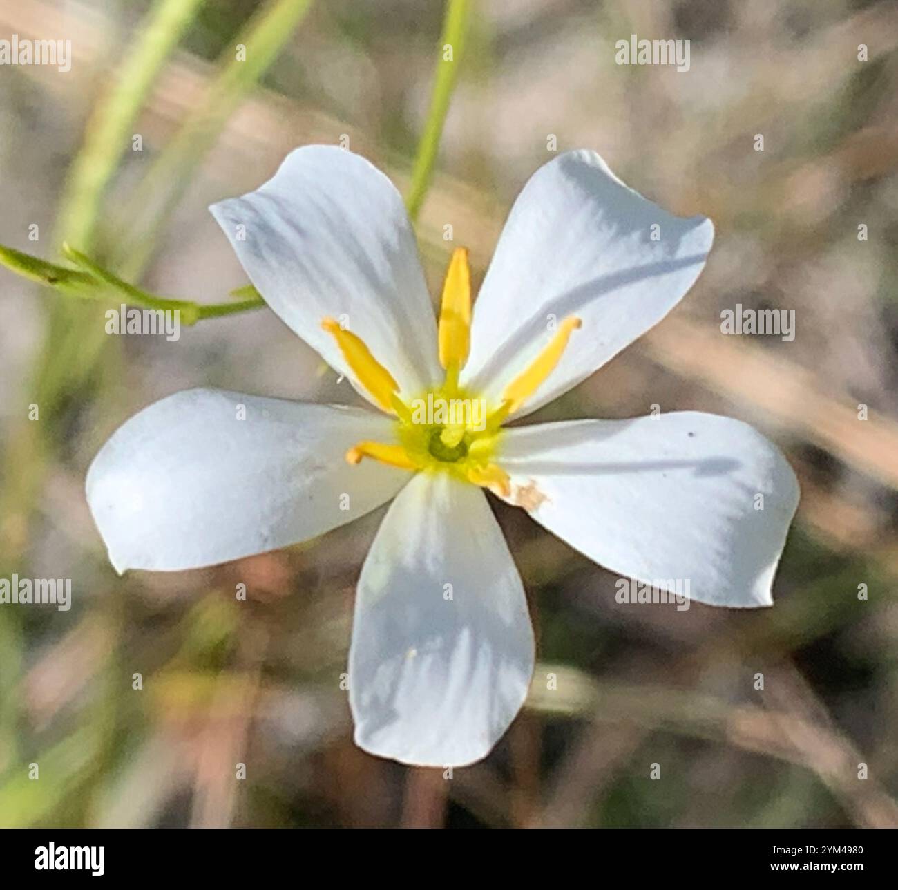 Shortleaf Rose Gentian (Sabatia brevifolia Stock Photo - Alamy