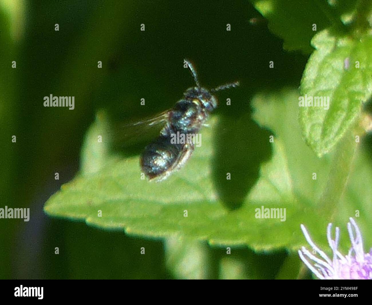 Small Carpenter Bees (Ceratina Stock Photo - Alamy