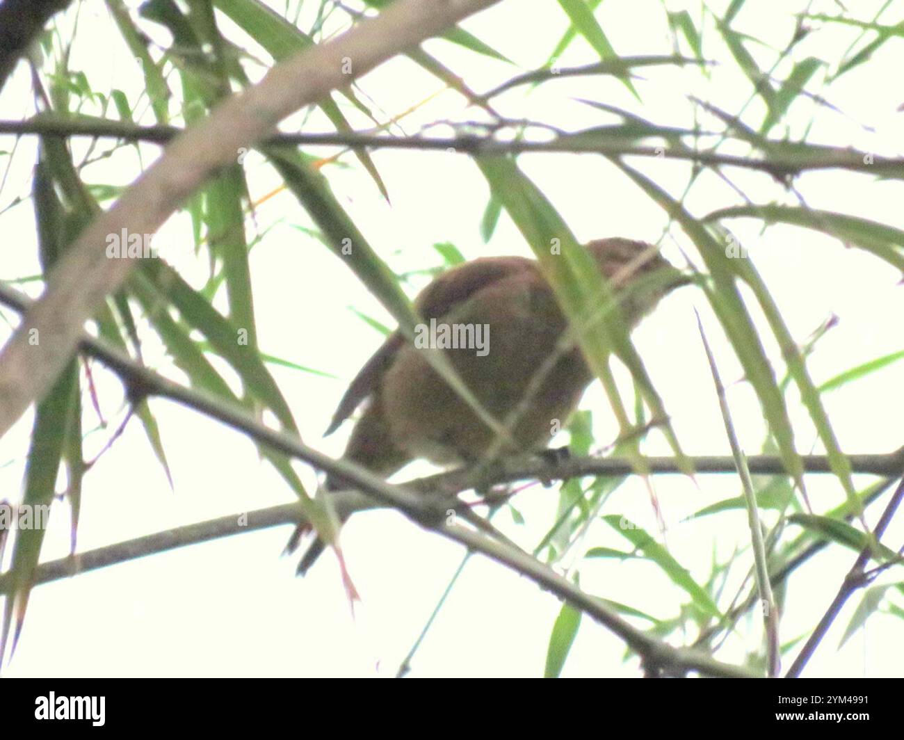 Rufous Hornero (Furnarius rufus Stock Photo - Alamy