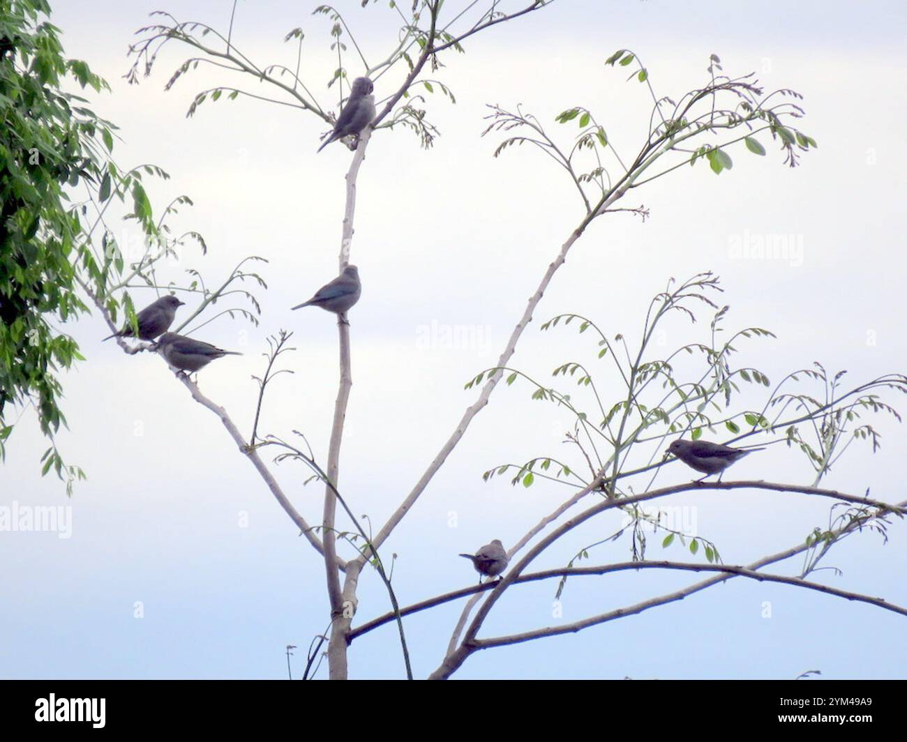 Sayaca Tanager (Thraupis sayaca Stock Photo - Alamy