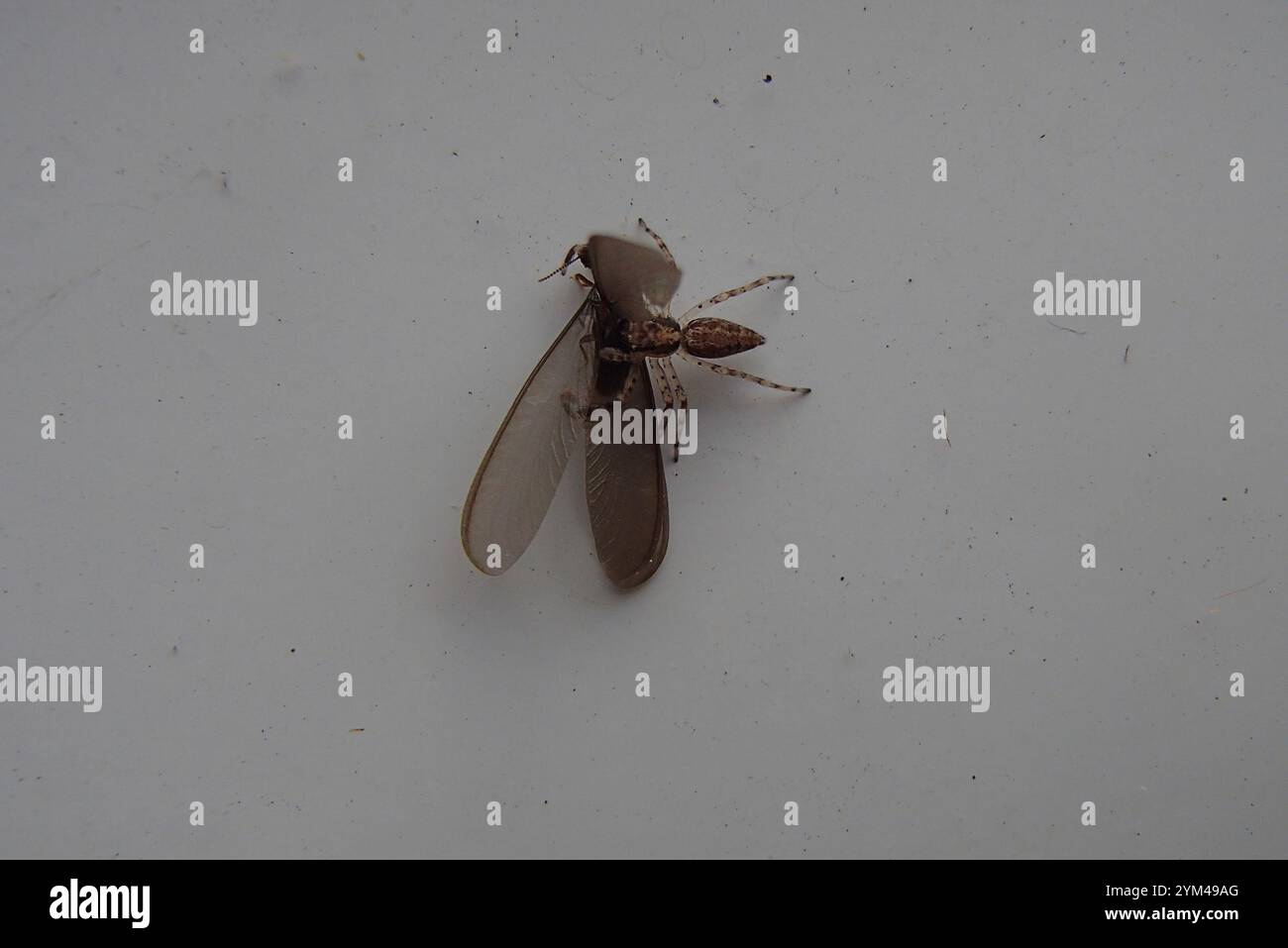 Milk Termite (Coptotermes lacteus Stock Photo - Alamy