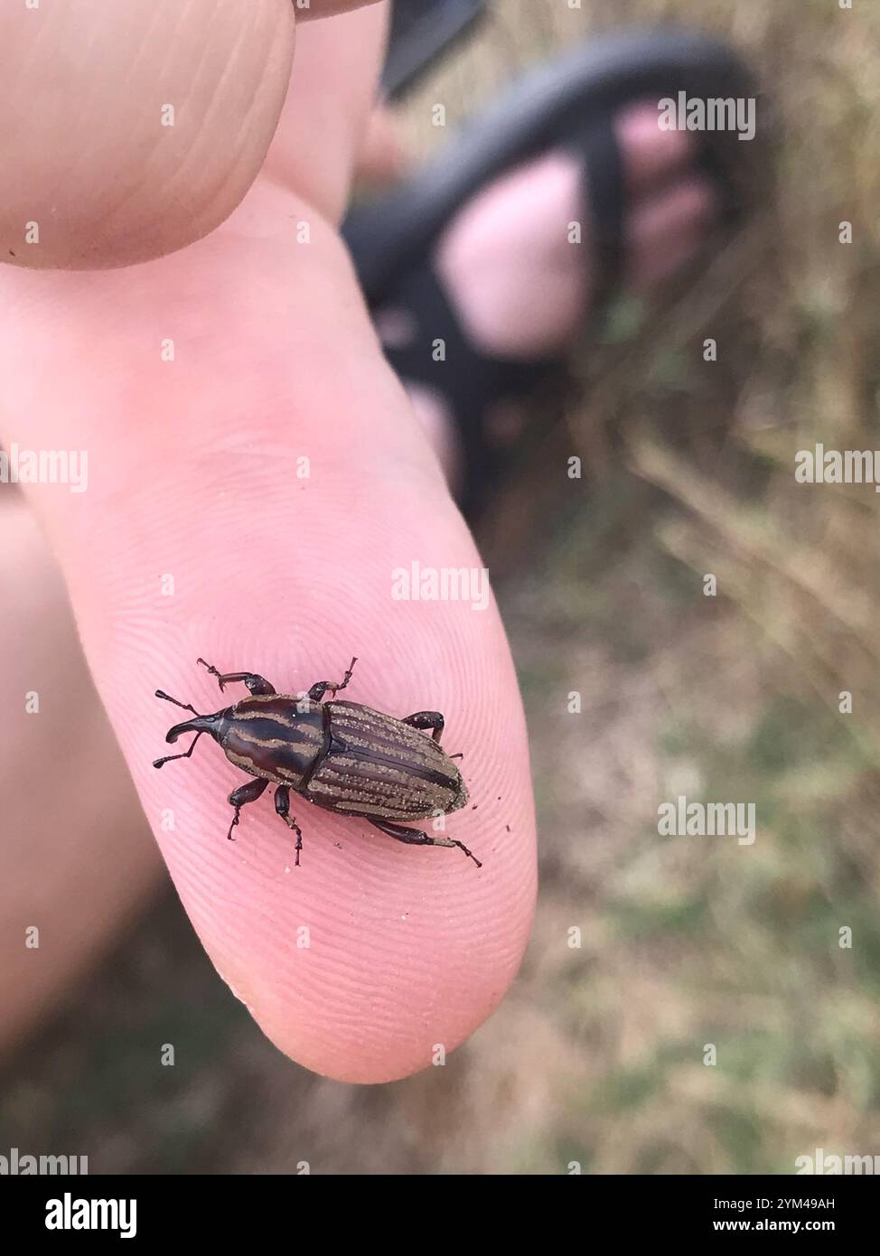 Tule Billbug (Sphenophorus australis Stock Photo - Alamy