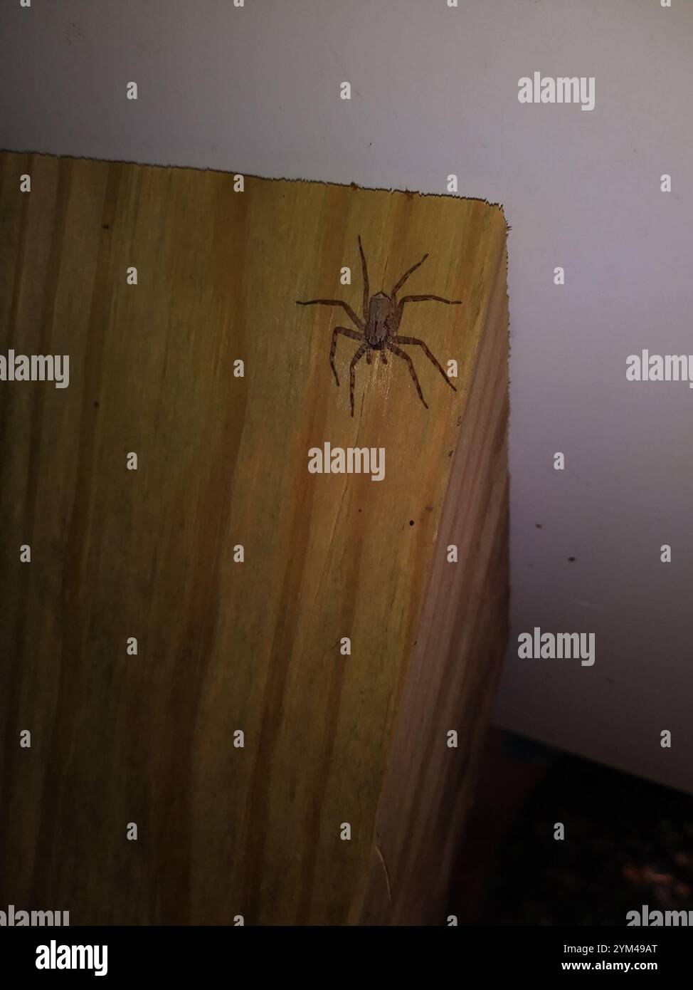 Crescent-eyed Spiders (Selenops Stock Photo - Alamy