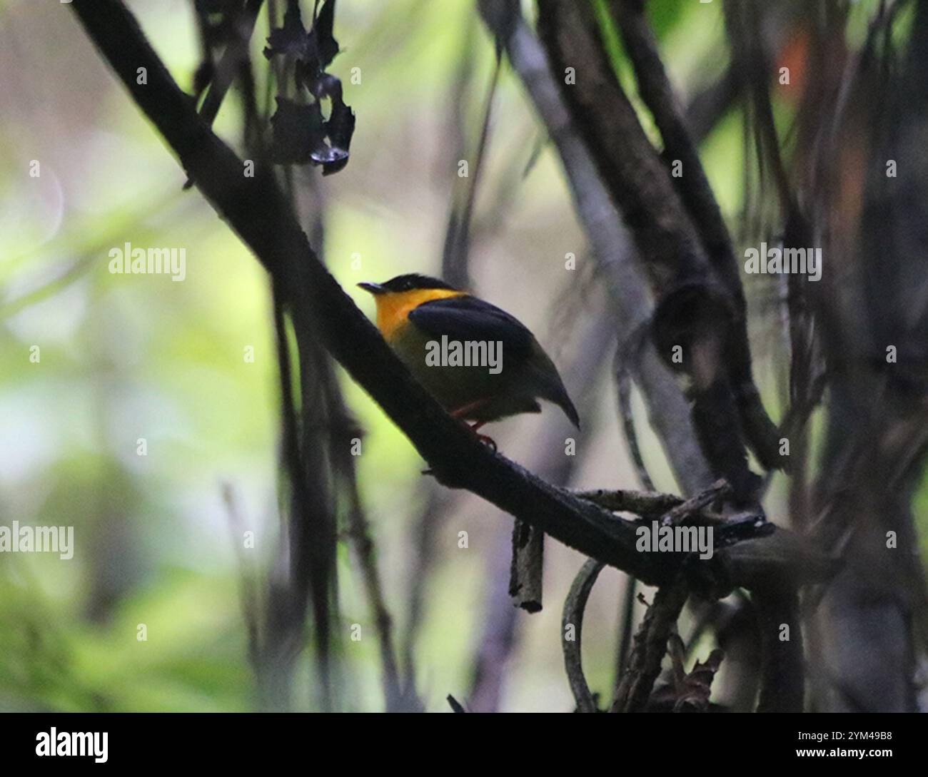 Golden-collared Manakin (Manacus vitellinus Stock Photo - Alamy