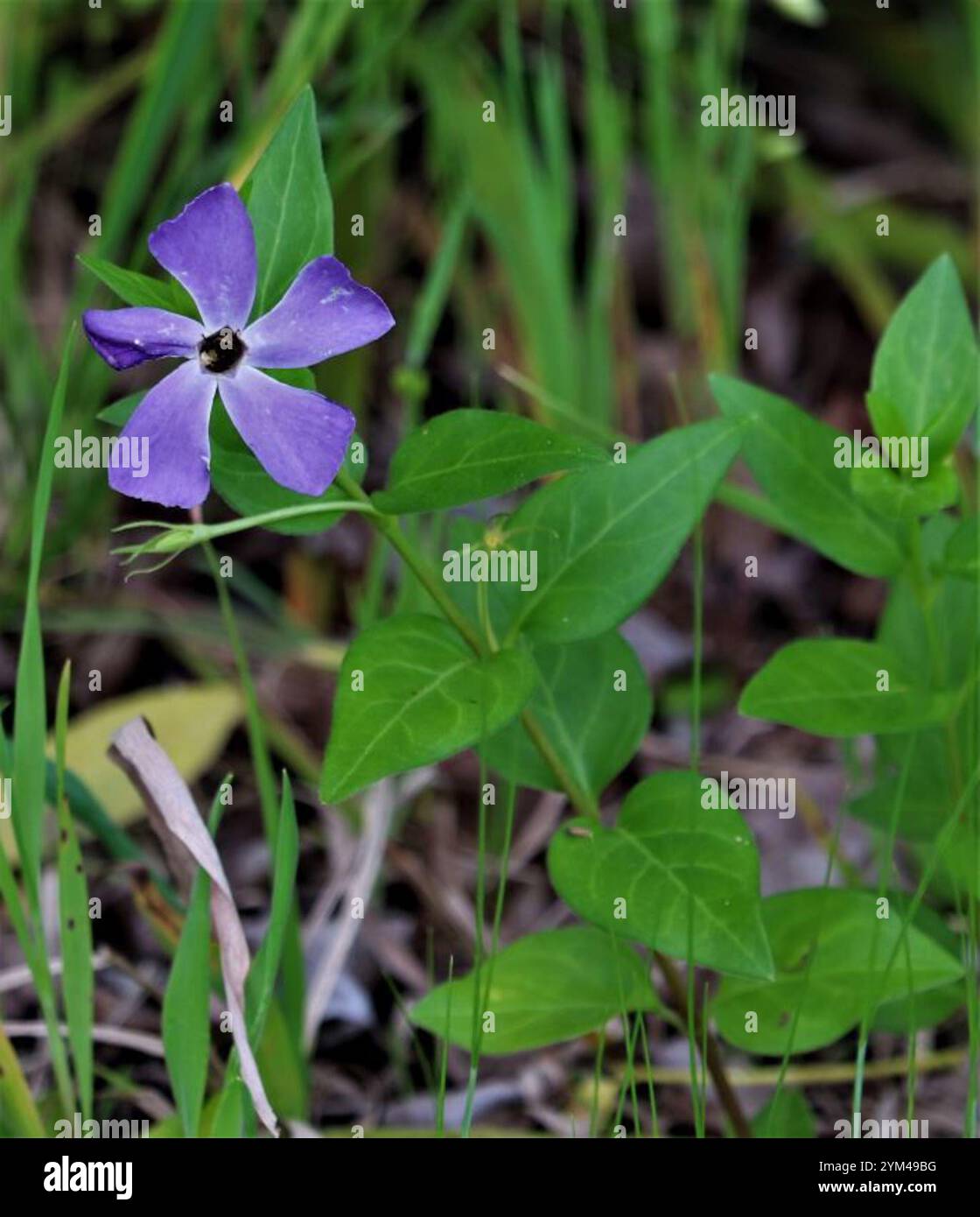 greater periwinkle (Vinca major Stock Photo - Alamy
