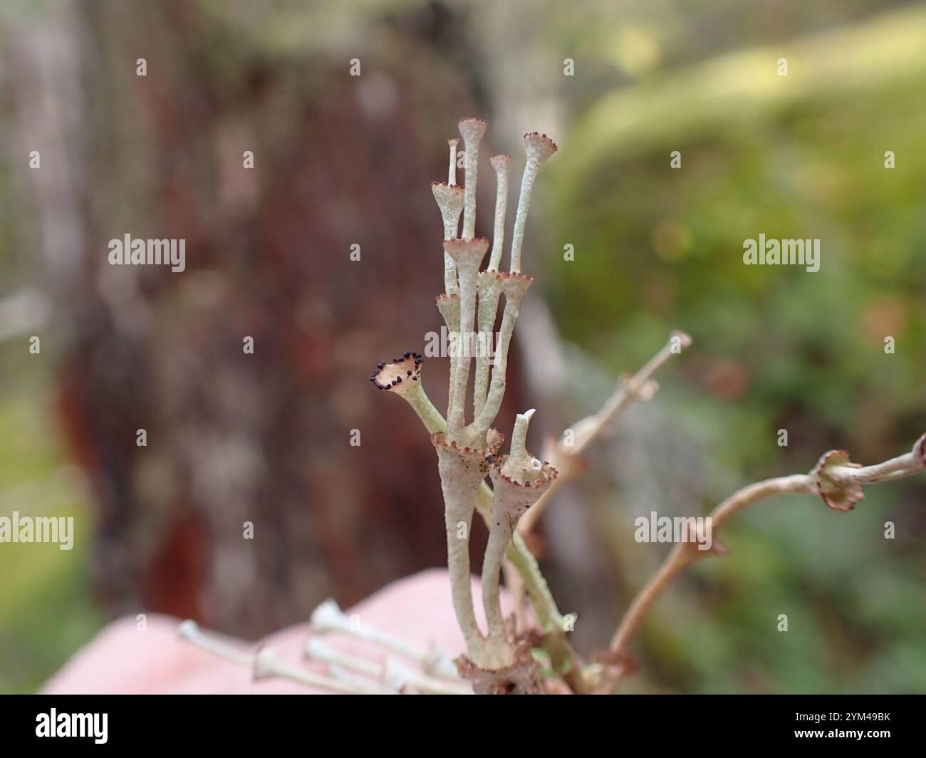 Ladder Lichen (Cladonia verticillata Stock Photo - Alamy