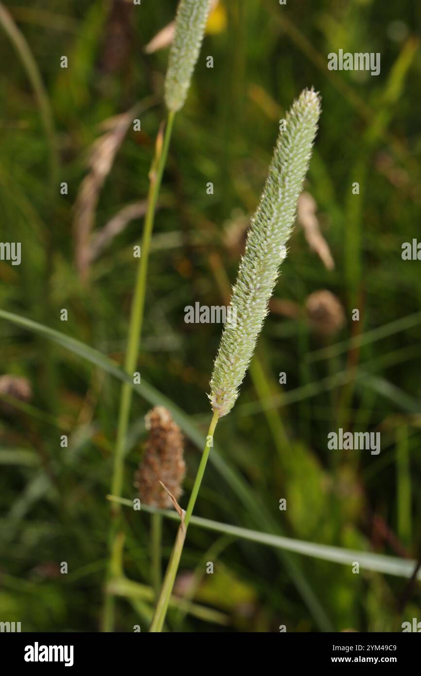 Timothy grass (Phleum pratense Stock Photo - Alamy