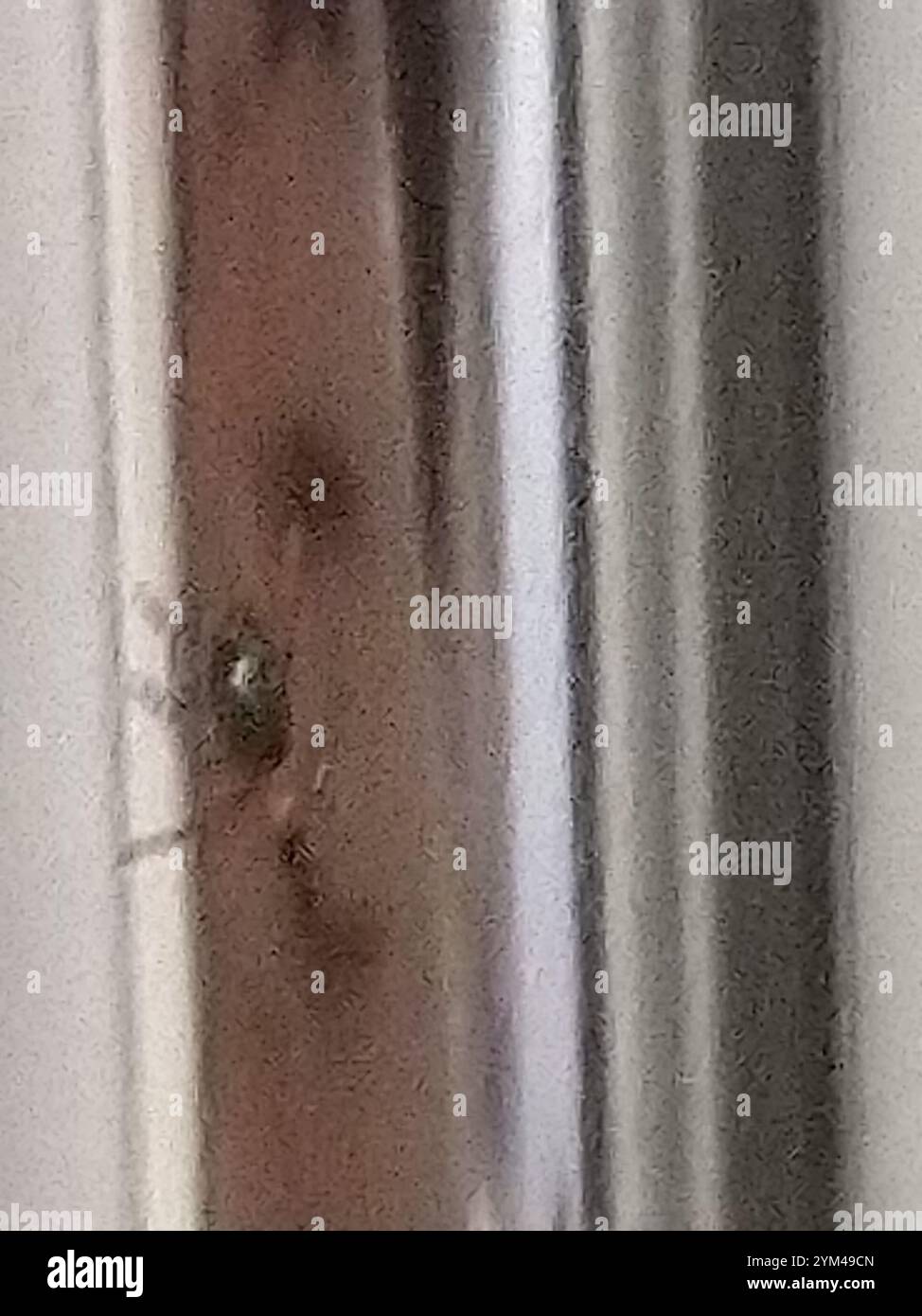 Sweet Potato Weevil (Cylas formicarius Stock Photo - Alamy