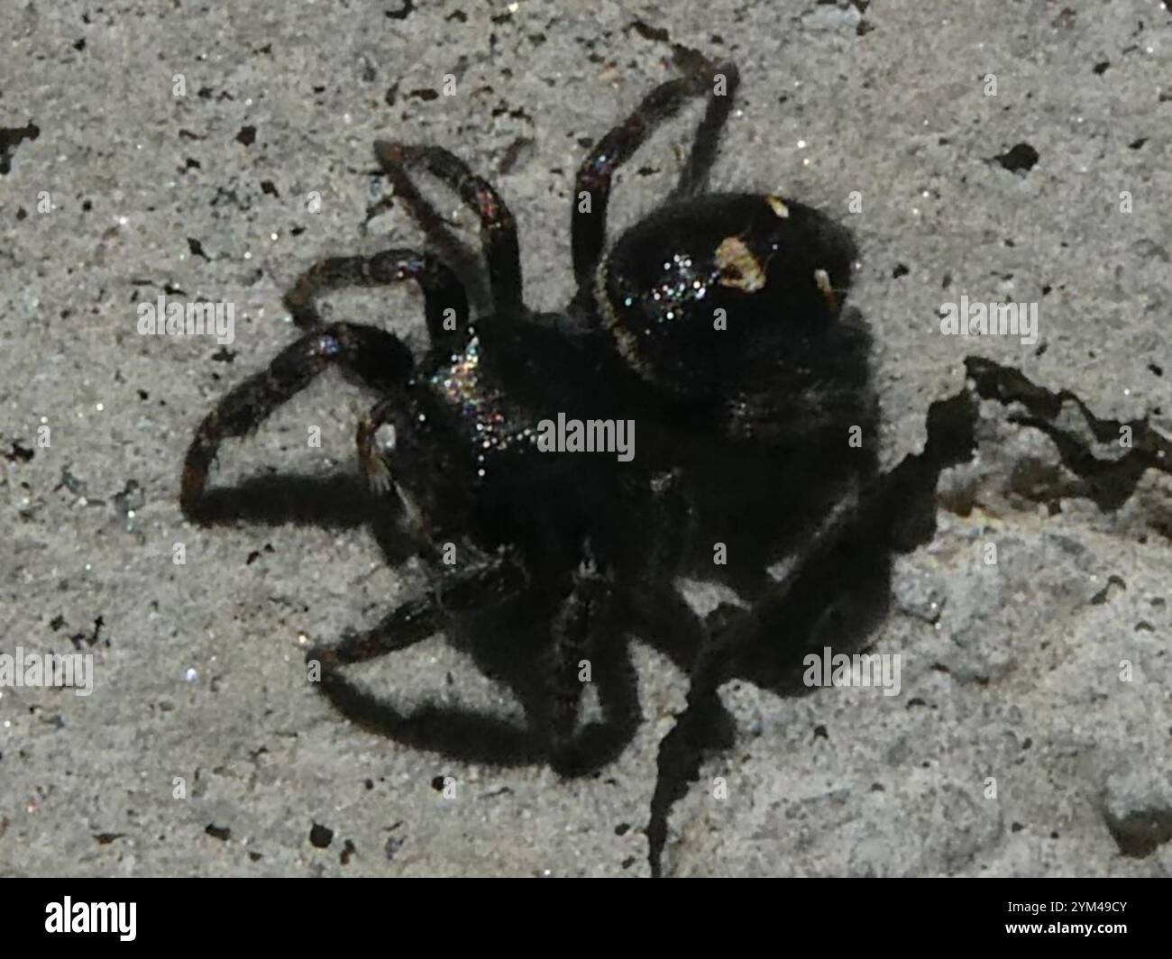 Bold Jumping Spider (Phidippus audax Stock Photo - Alamy