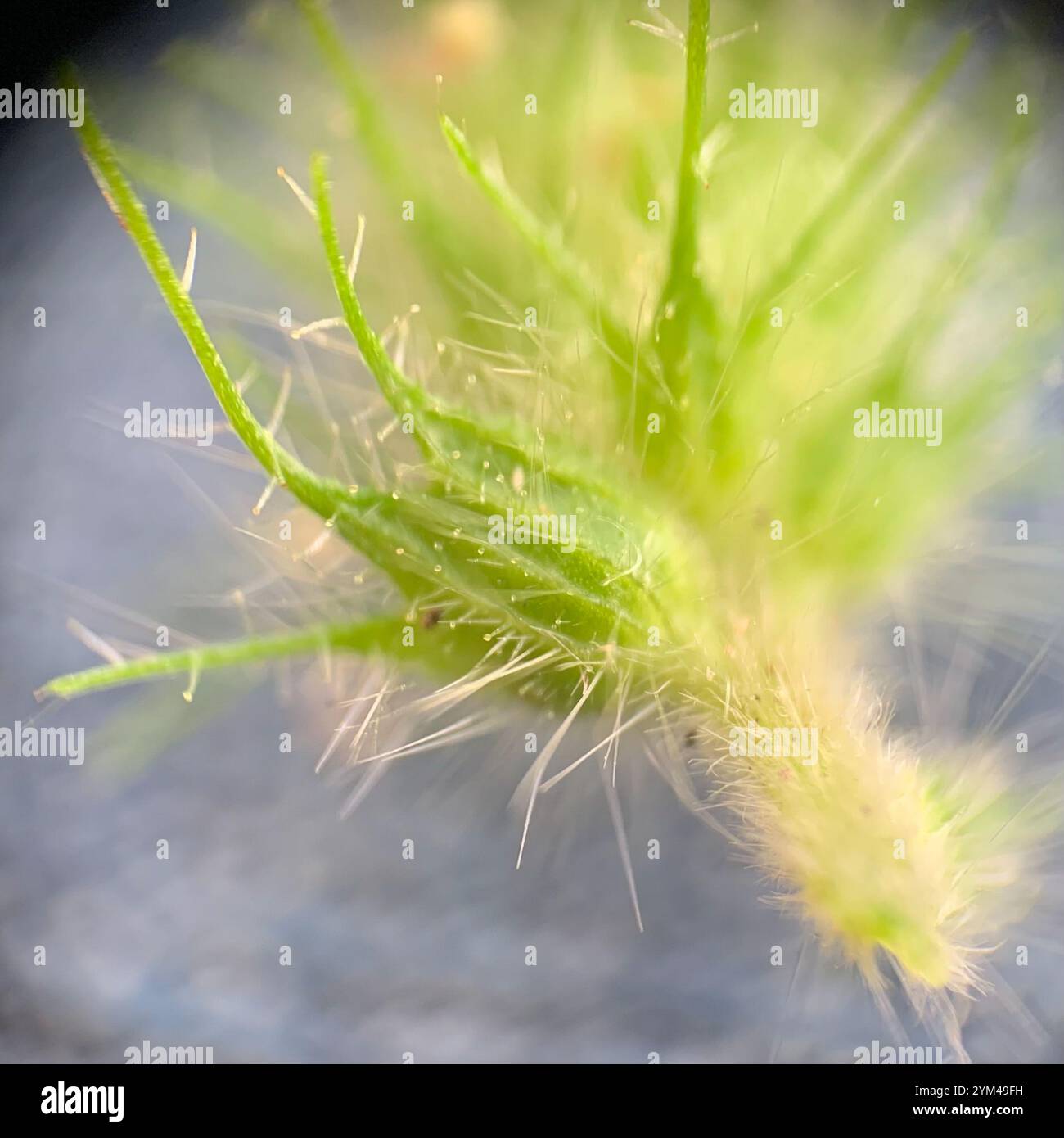 Field Copperleaf (Acalypha arvensis Stock Photo - Alamy