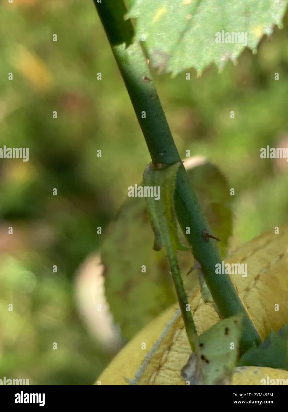 swamp rose (Rosa palustris Stock Photo - Alamy