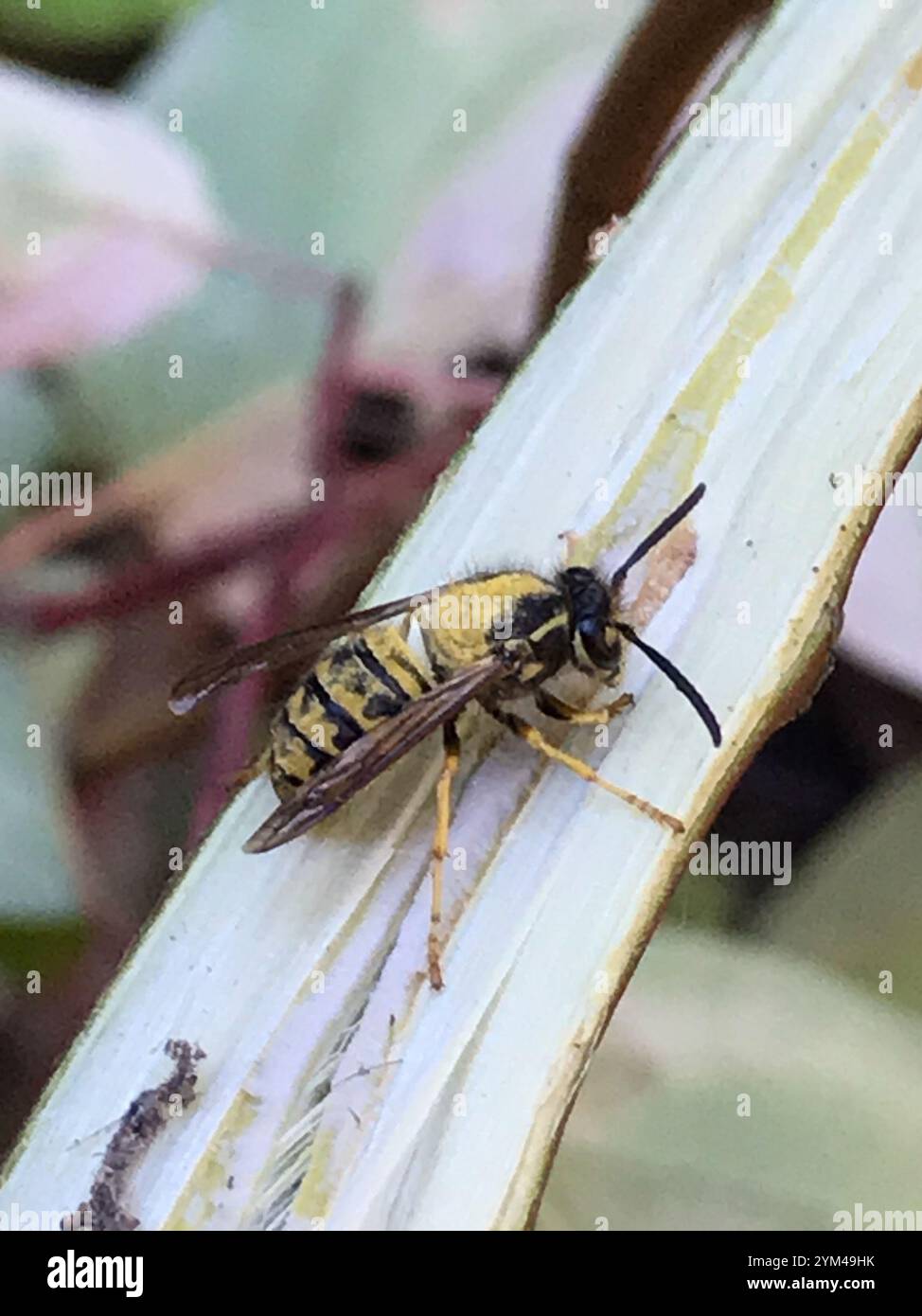 Common Aerial Yellowjacket (Dolichovespula arenaria Stock Photo - Alamy