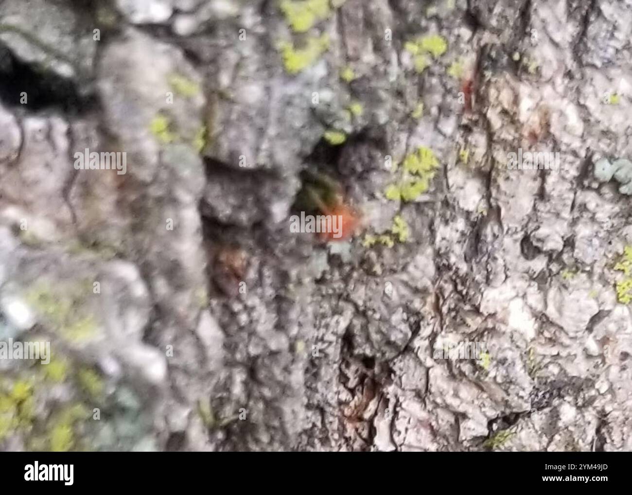 Trombidiform hi-res stock photography and images - Alamy