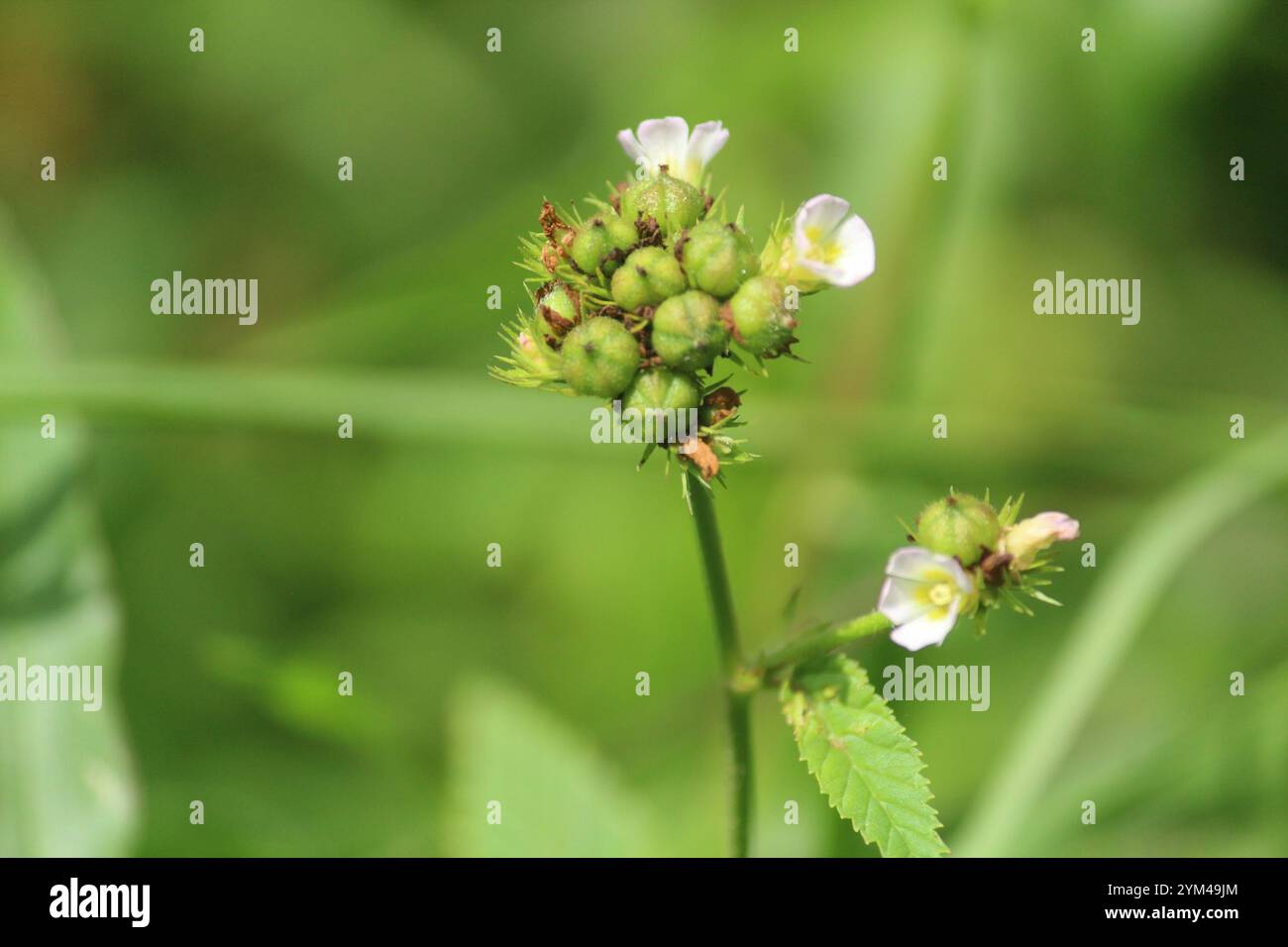 Melochia corchorifolia hi-res stock photography and images - Alamy