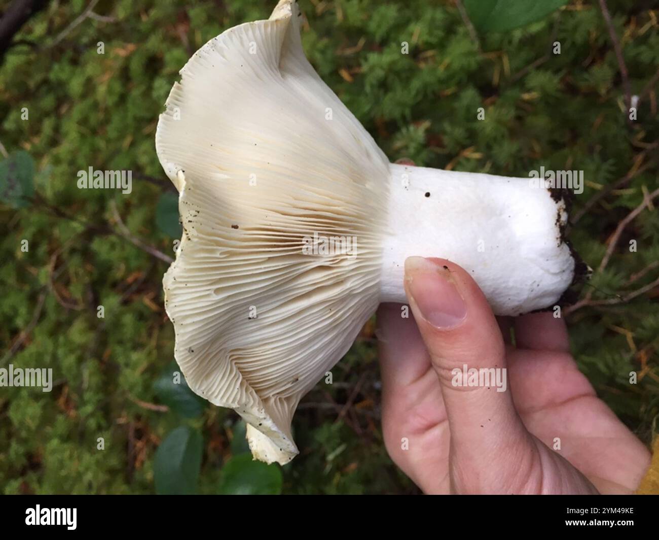 Short-stemmed Russula (Russula brevipes Stock Photo - Alamy