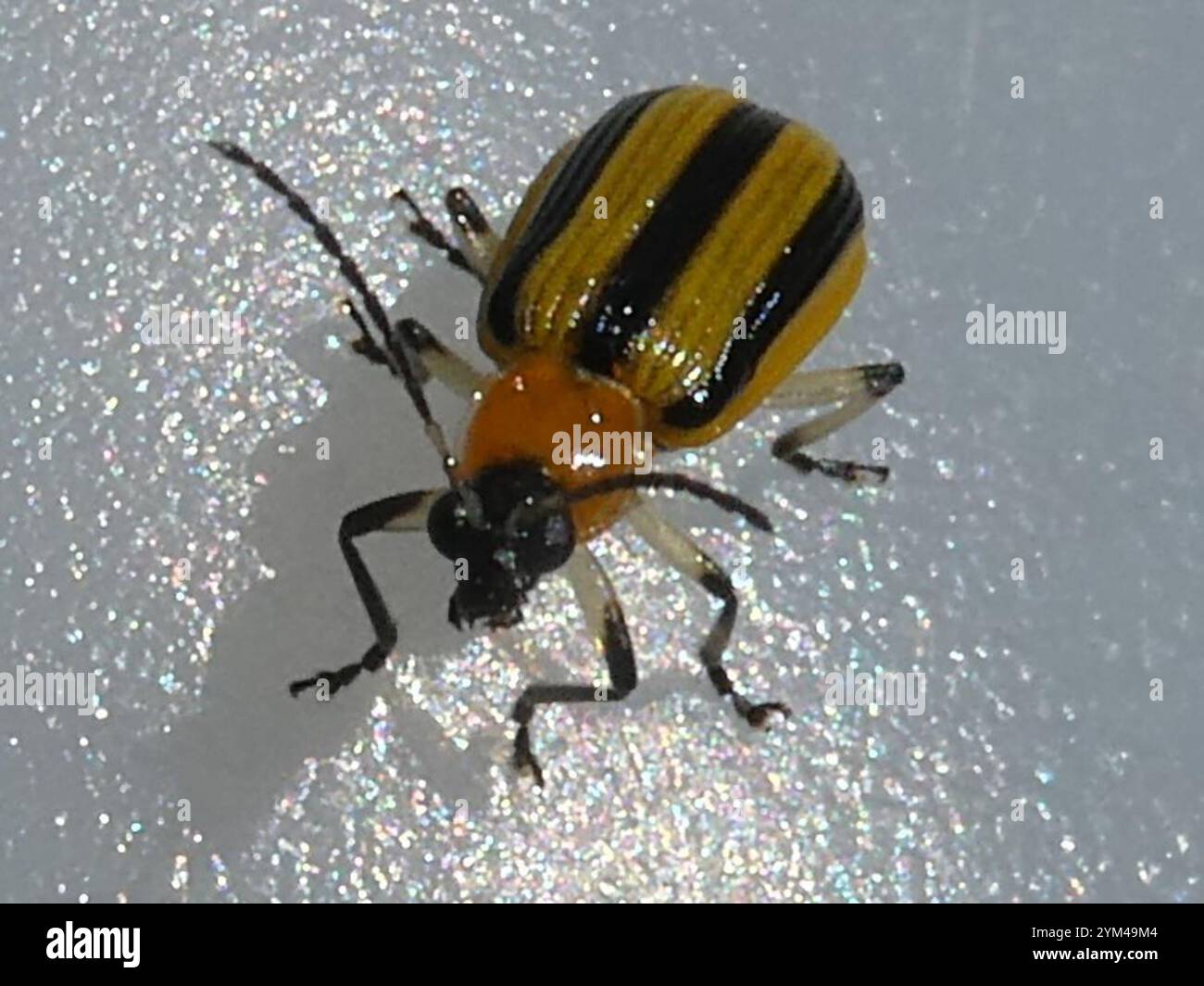 Striped Cucumber Beetle (Acalymma vittatum Stock Photo - Alamy