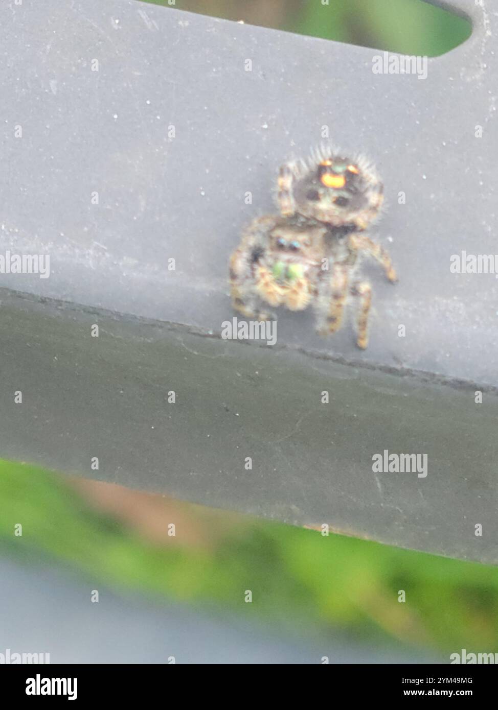 Bold Jumping Spider (Phidippus audax Stock Photo - Alamy