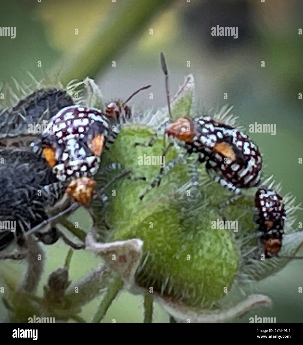 Hibiscus Scentless Plant Bug (Niesthrea louisianica Stock Photo - Alamy
