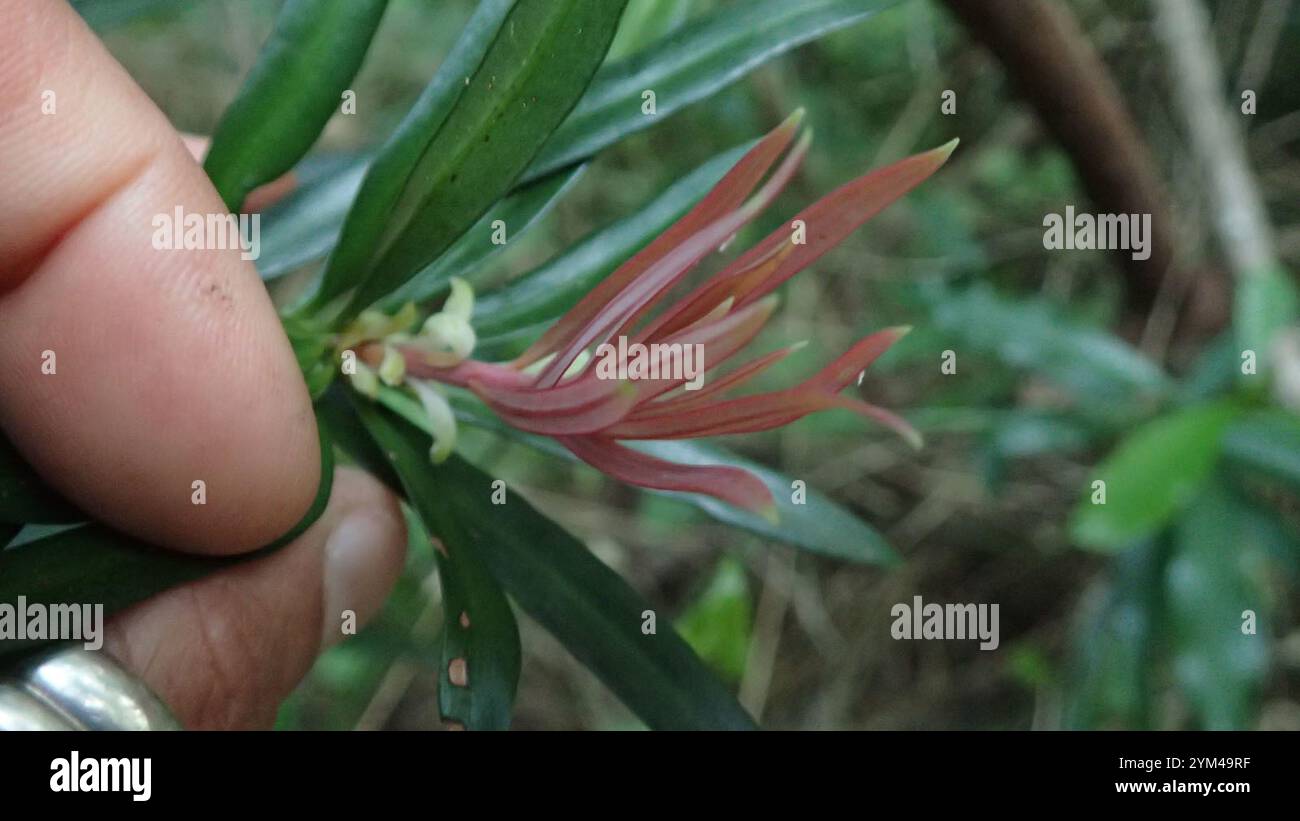 real yellowwood (Podocarpus latifolius Stock Photo - Alamy