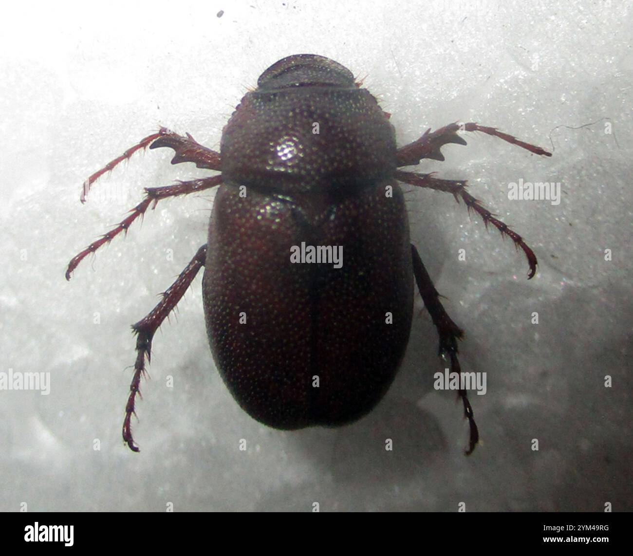 June Beetles (Melolonthinae Stock Photo - Alamy