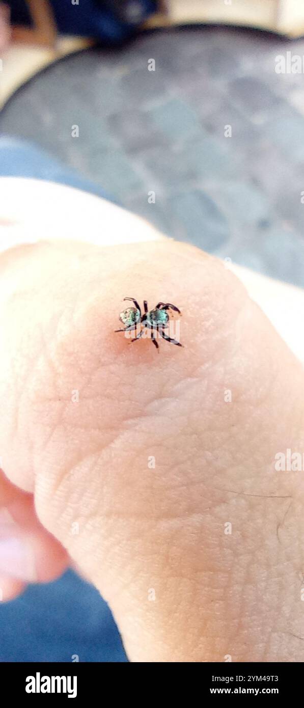 Leaf-beetle Jumping Spiders (Sassacus Stock Photo - Alamy