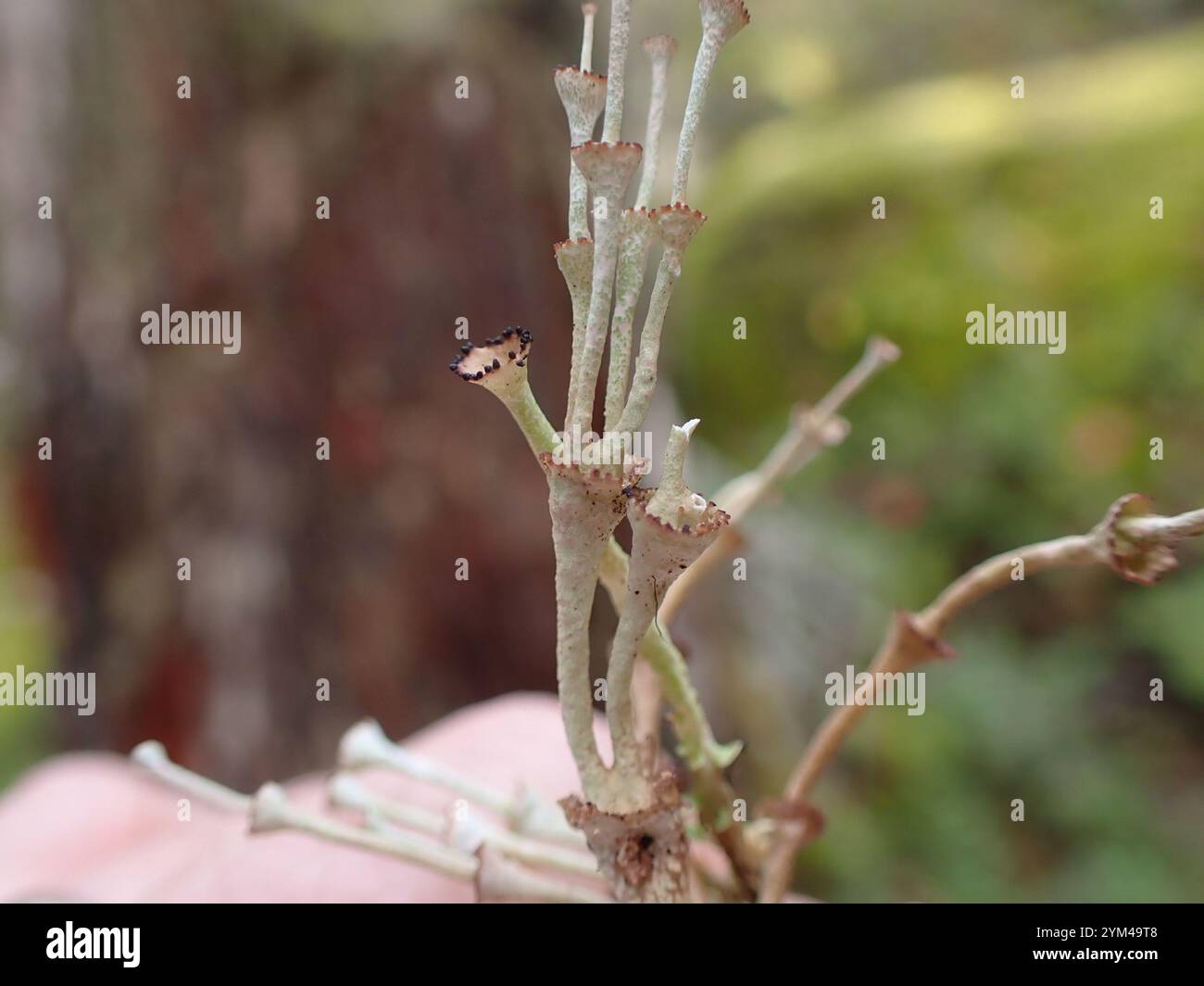Ladder Lichen (Cladonia verticillata Stock Photo - Alamy