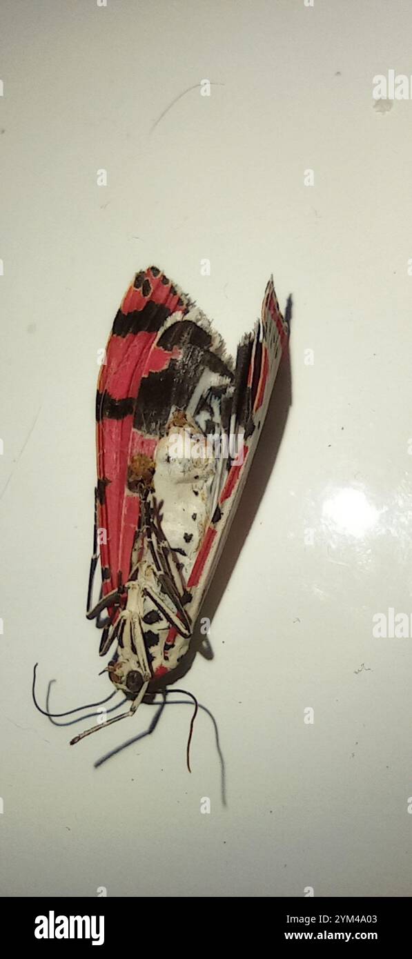 Bella moth hi-res stock photography and images - Alamy