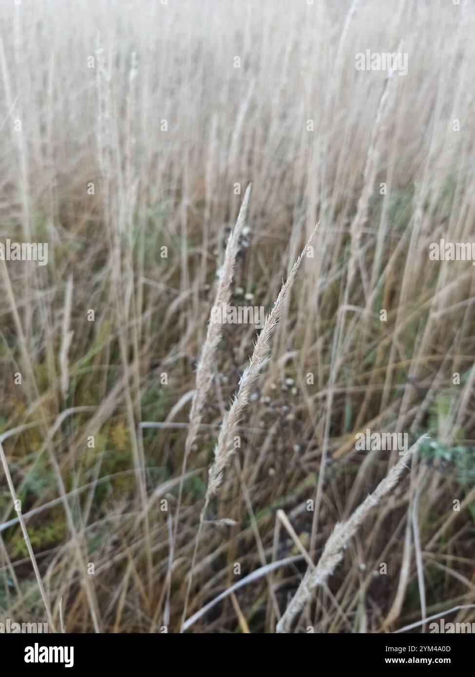 Bushgrass (Calamagrostis epigejos Stock Photo - Alamy