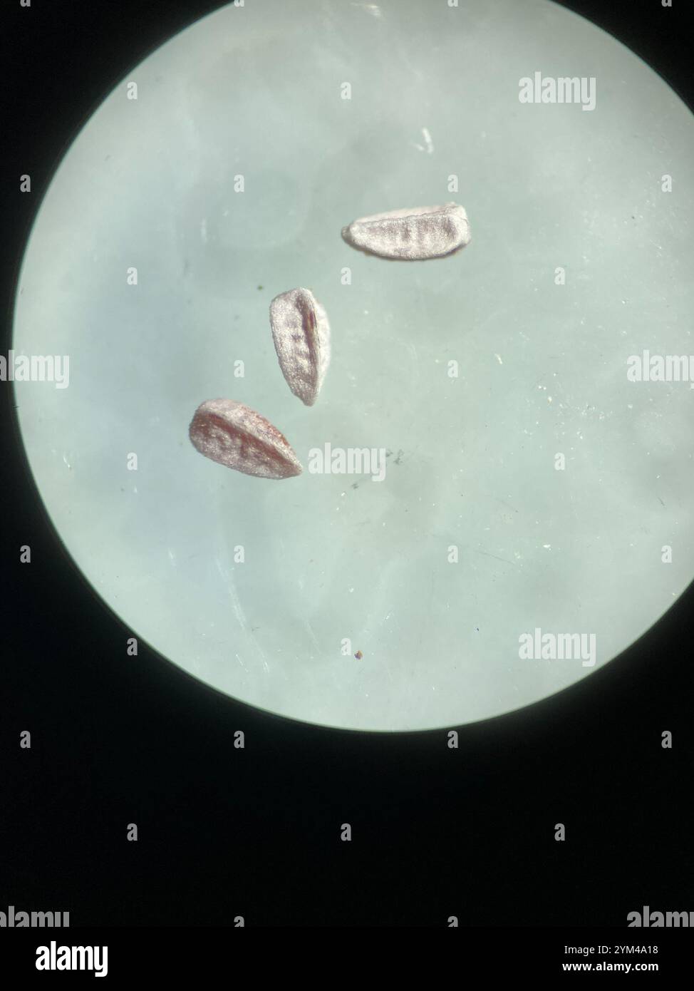 Thymeleaf Sandmat (Euphorbia serpillifolia Stock Photo - Alamy