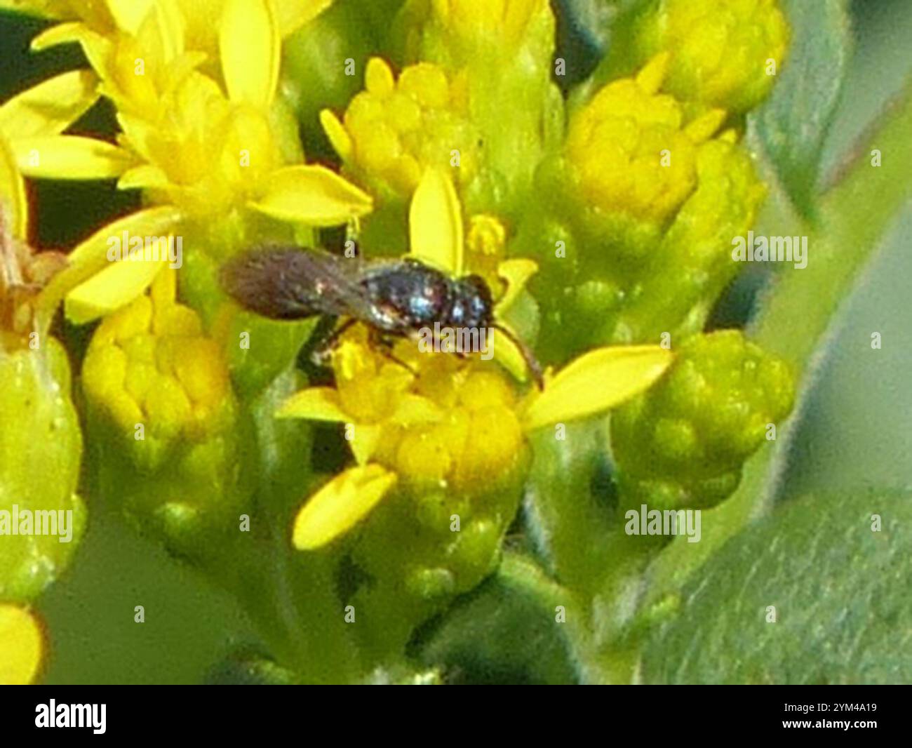 Masked Bees (Hylaeus Stock Photo - Alamy
