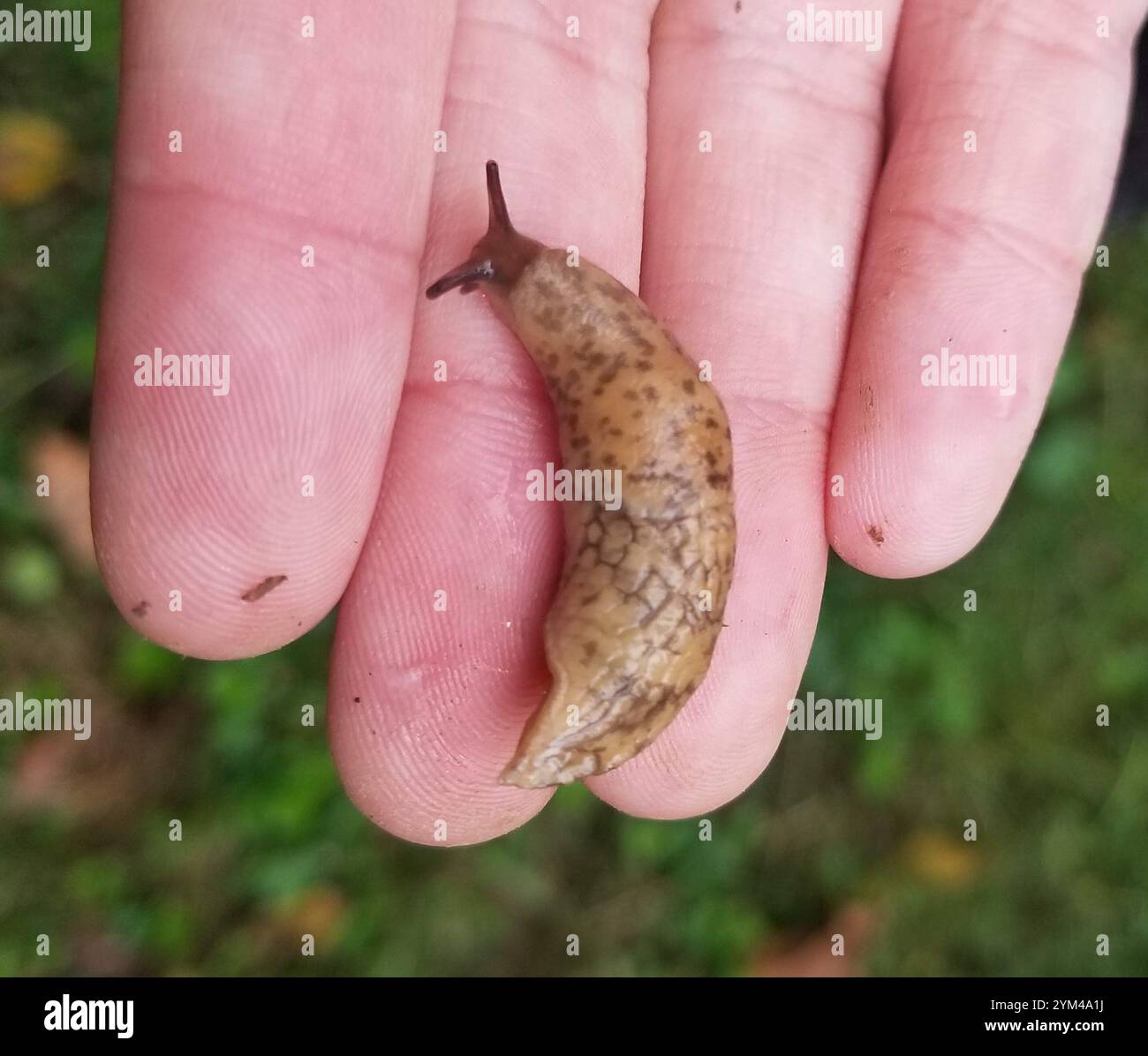 Milky Slug (Deroceras reticulatum Stock Photo - Alamy