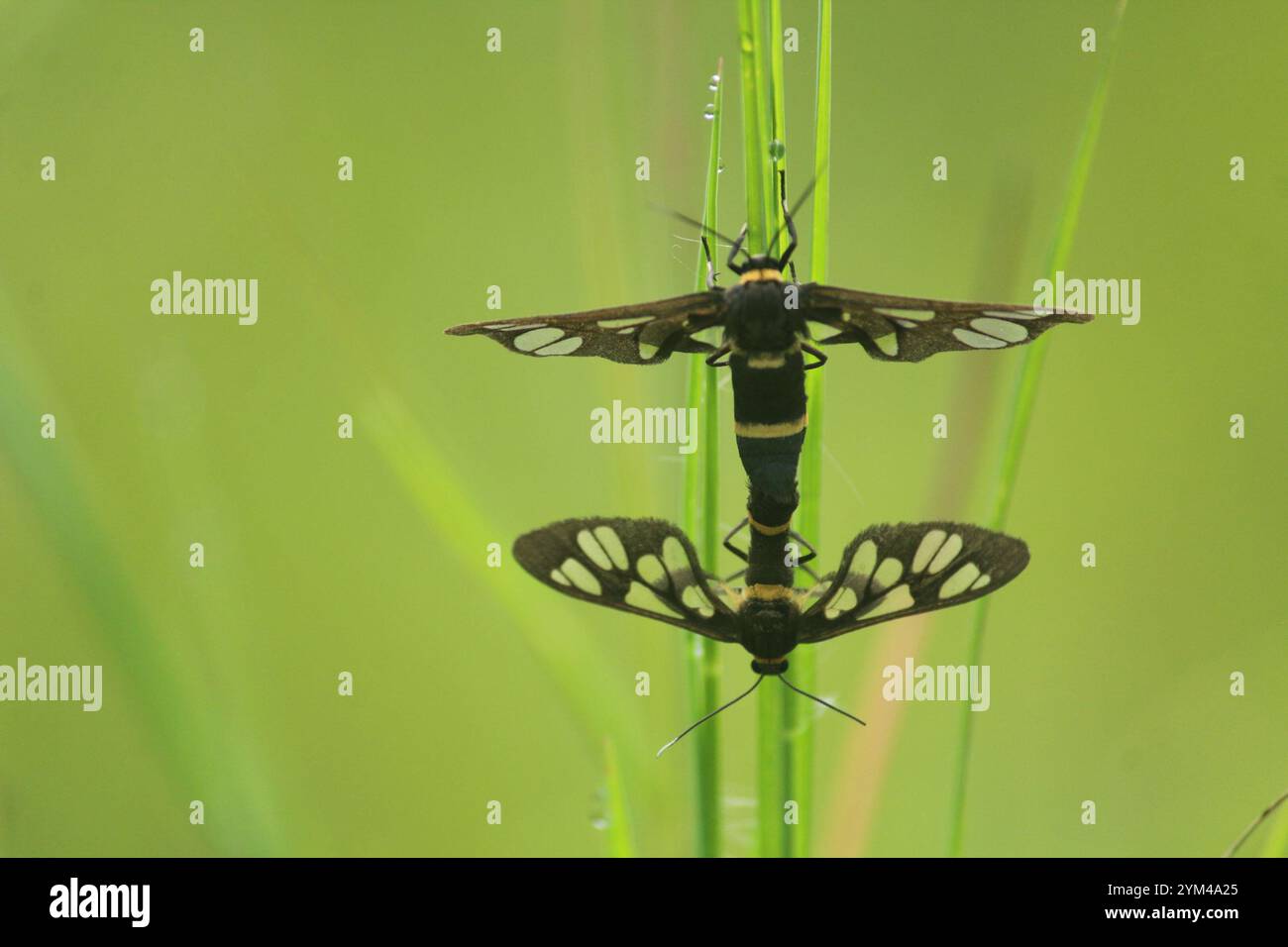 Handmaiden moth (Syntomoides imaon Stock Photo - Alamy