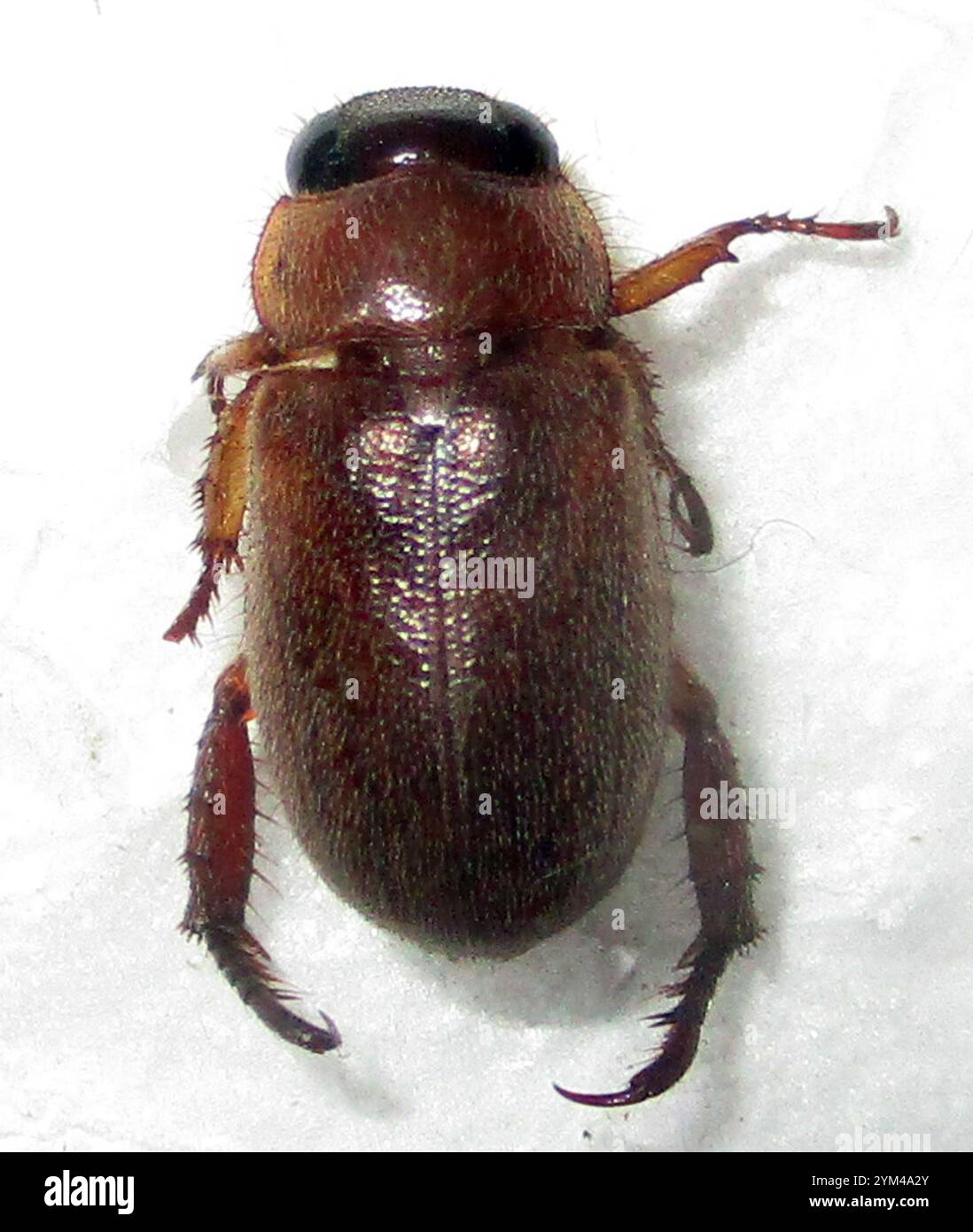 Shining Leaf Chafers (Rutelinae Stock Photo - Alamy