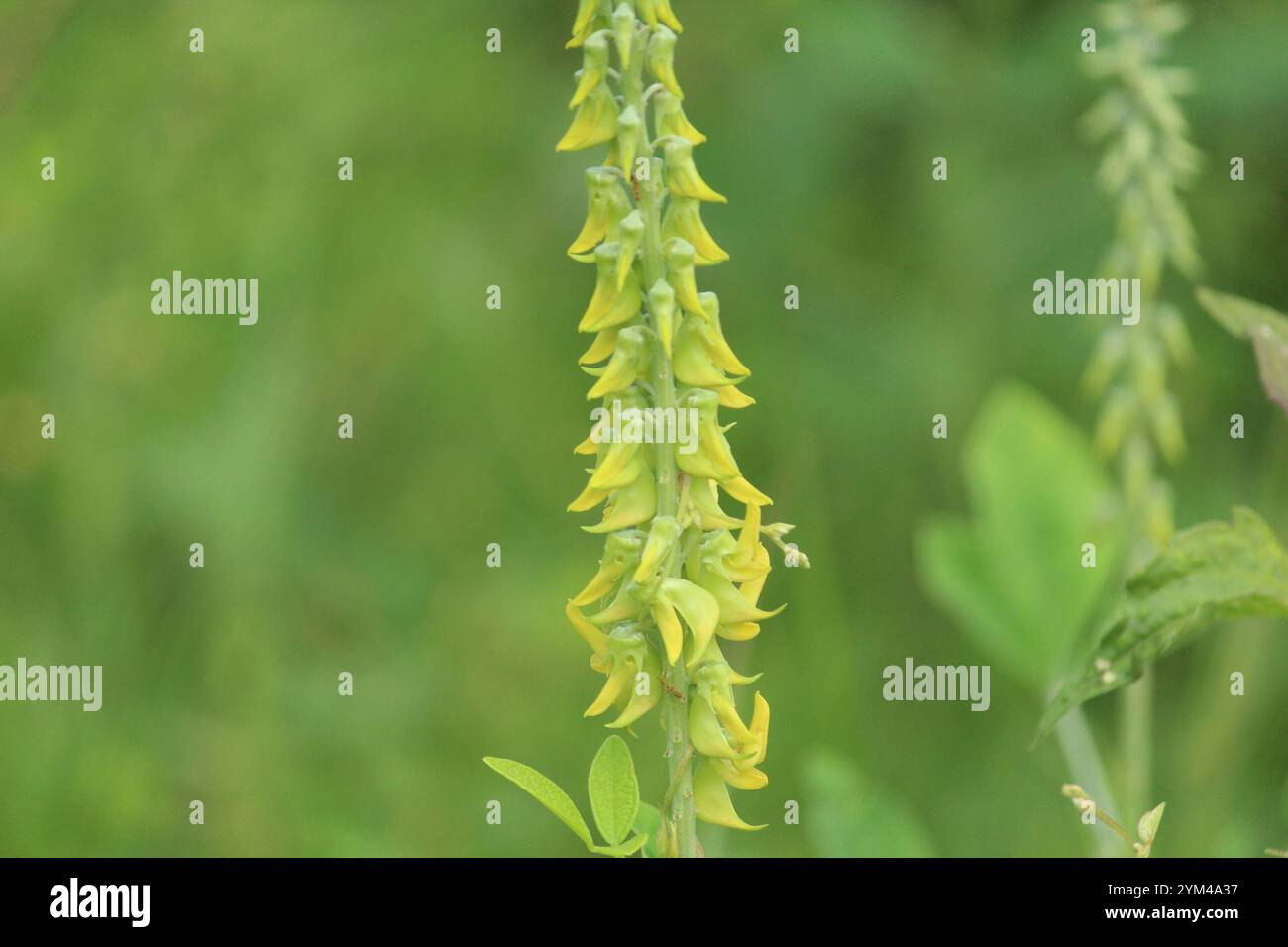 Streaked Rattlepod (Crotalaria pallida Stock Photo - Alamy