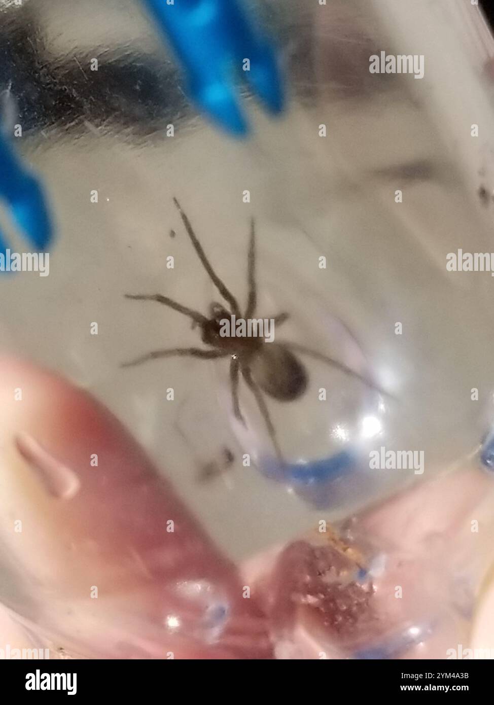 Typical Spiders (Araneomorphae Stock Photo - Alamy