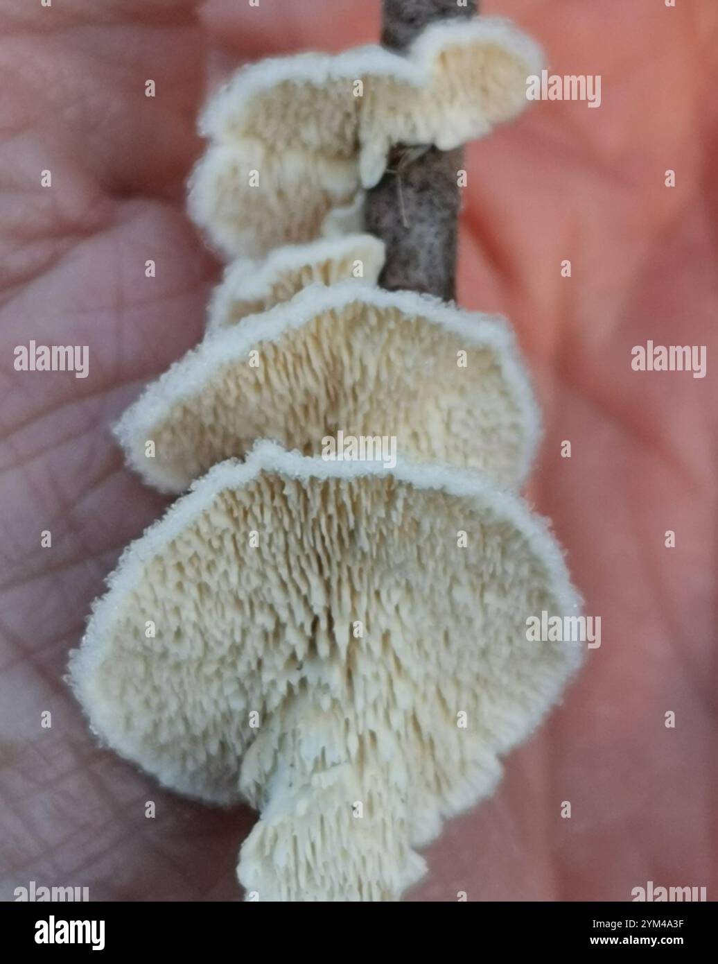 Milk-white Toothed Polypore (Irpex lacteus Stock Photo - Alamy