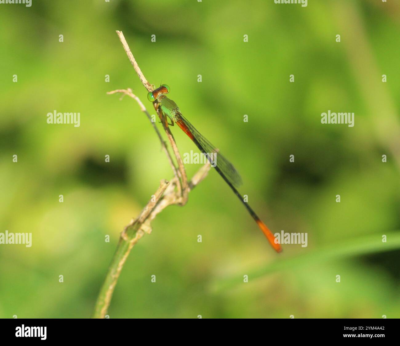Orange-tailed Marsh Dart (Ceriagrion cerinorubellum Stock Photo - Alamy